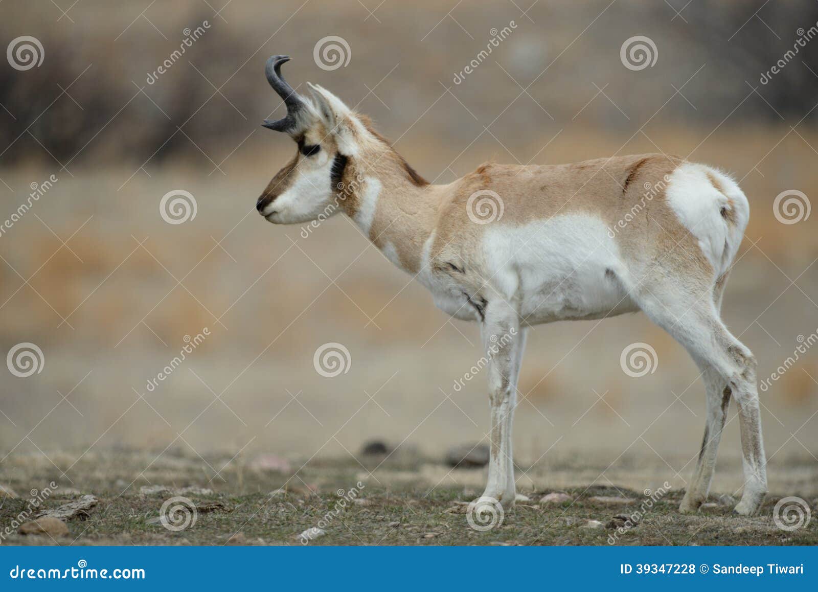 Pronghorn Antelope profile stock photo. Image of grassland - 39347228