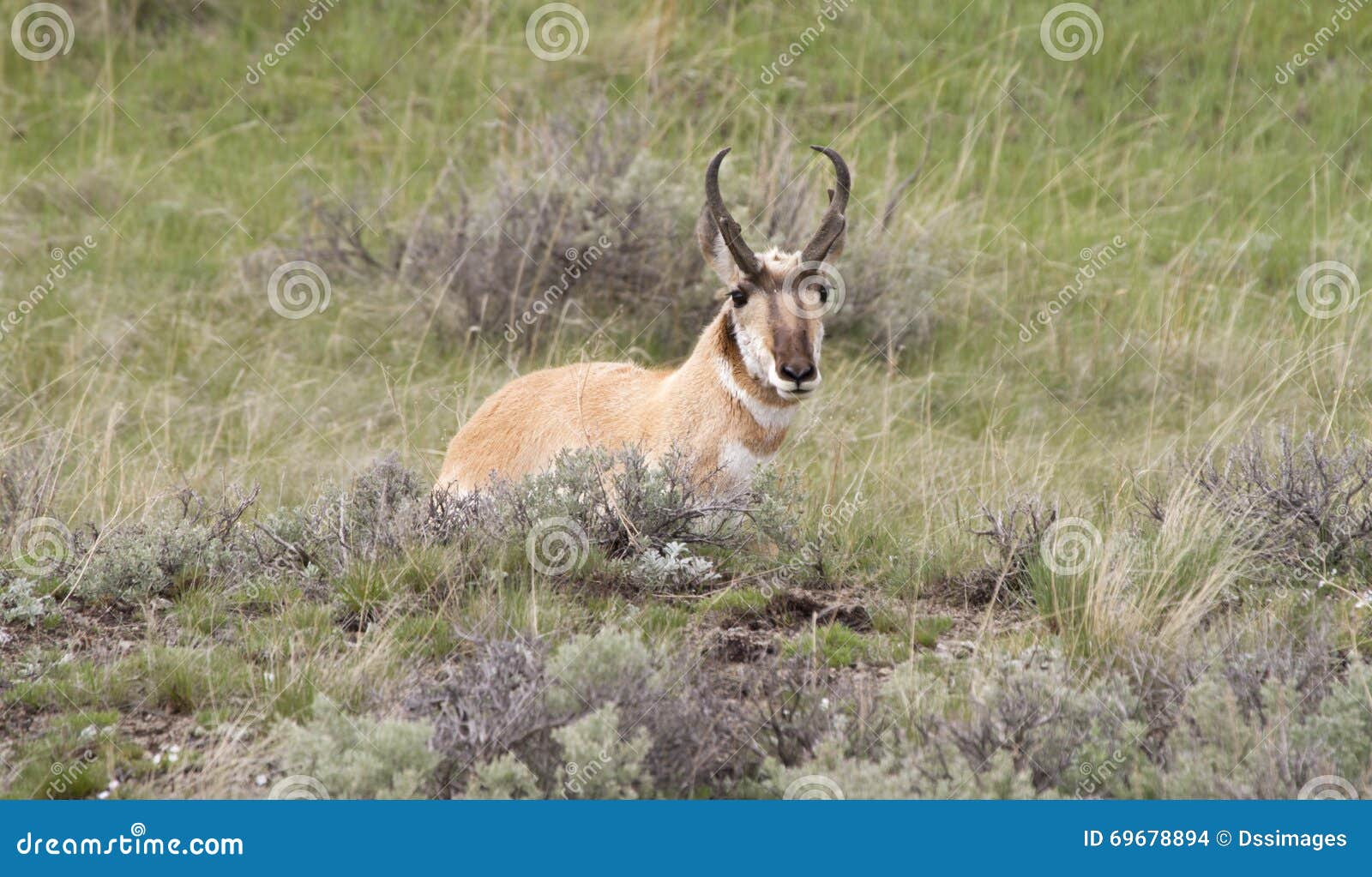 Pronghorn Antelope Resting in the Grass Stock Photo - Image of ...
