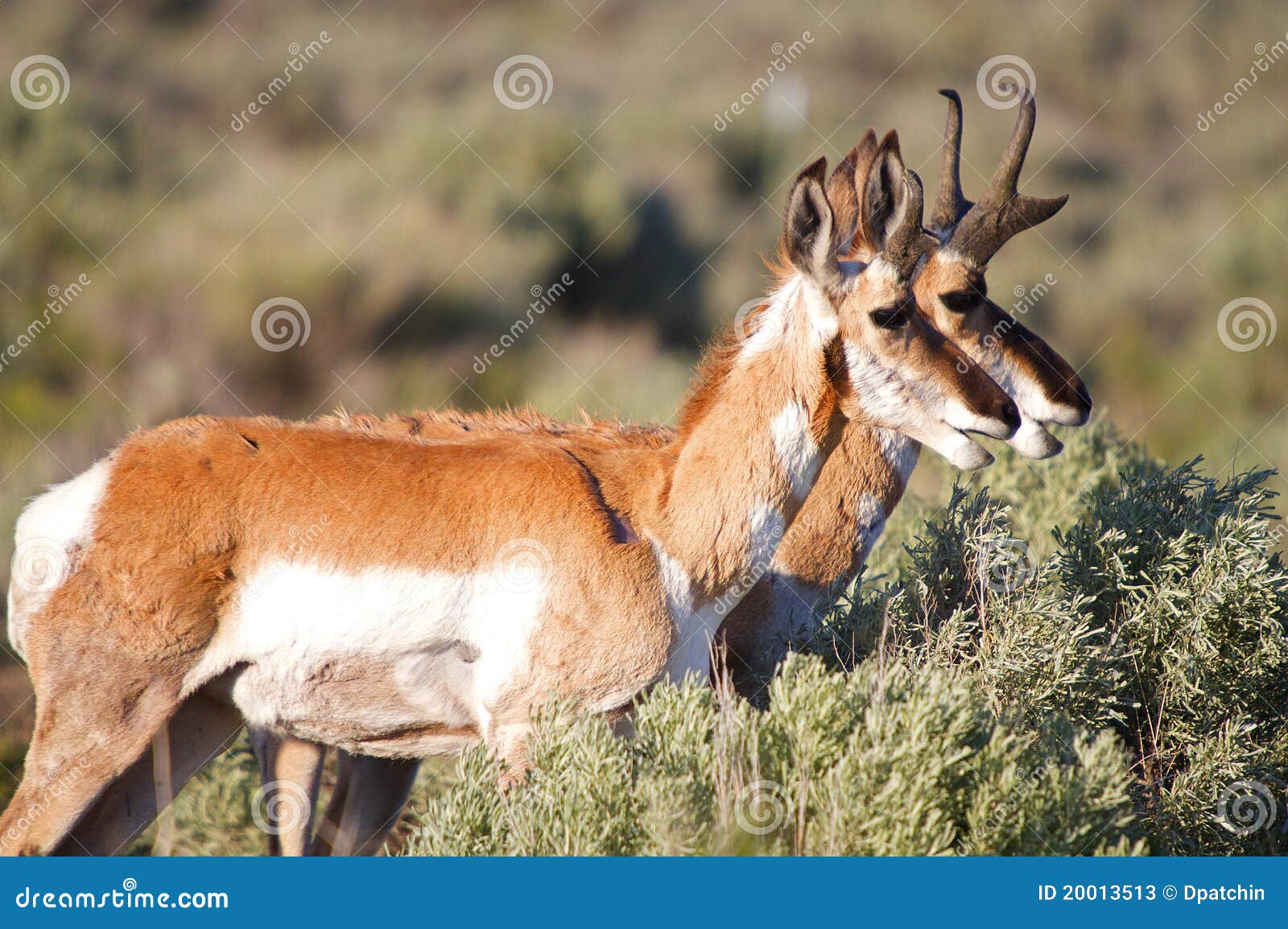Pronghorn Antelopes stock image. Image of eating, antilocapra - 20013513