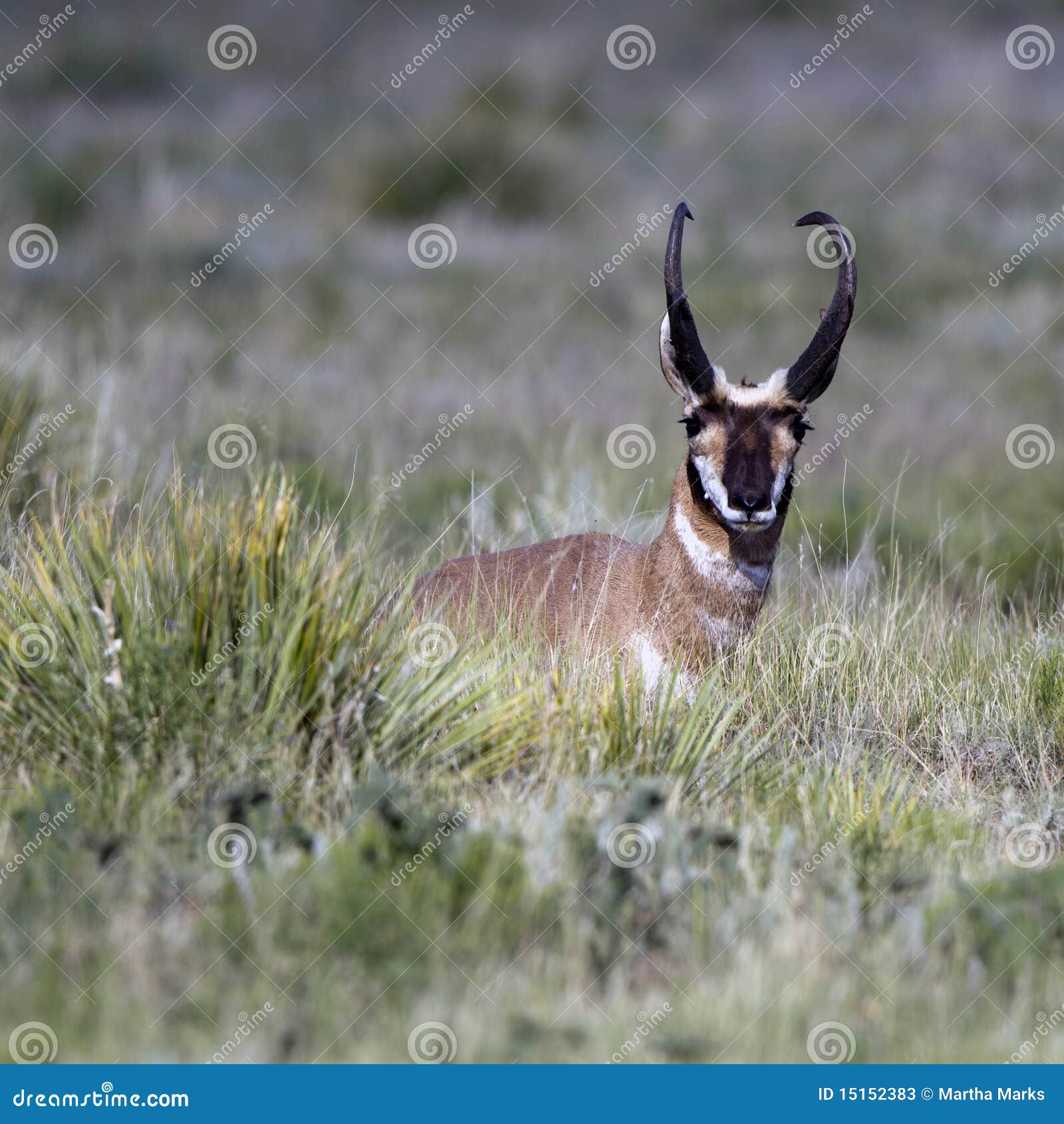 Pronghorn, Antilocapra Americana Stock Image - Image of grass, body ...