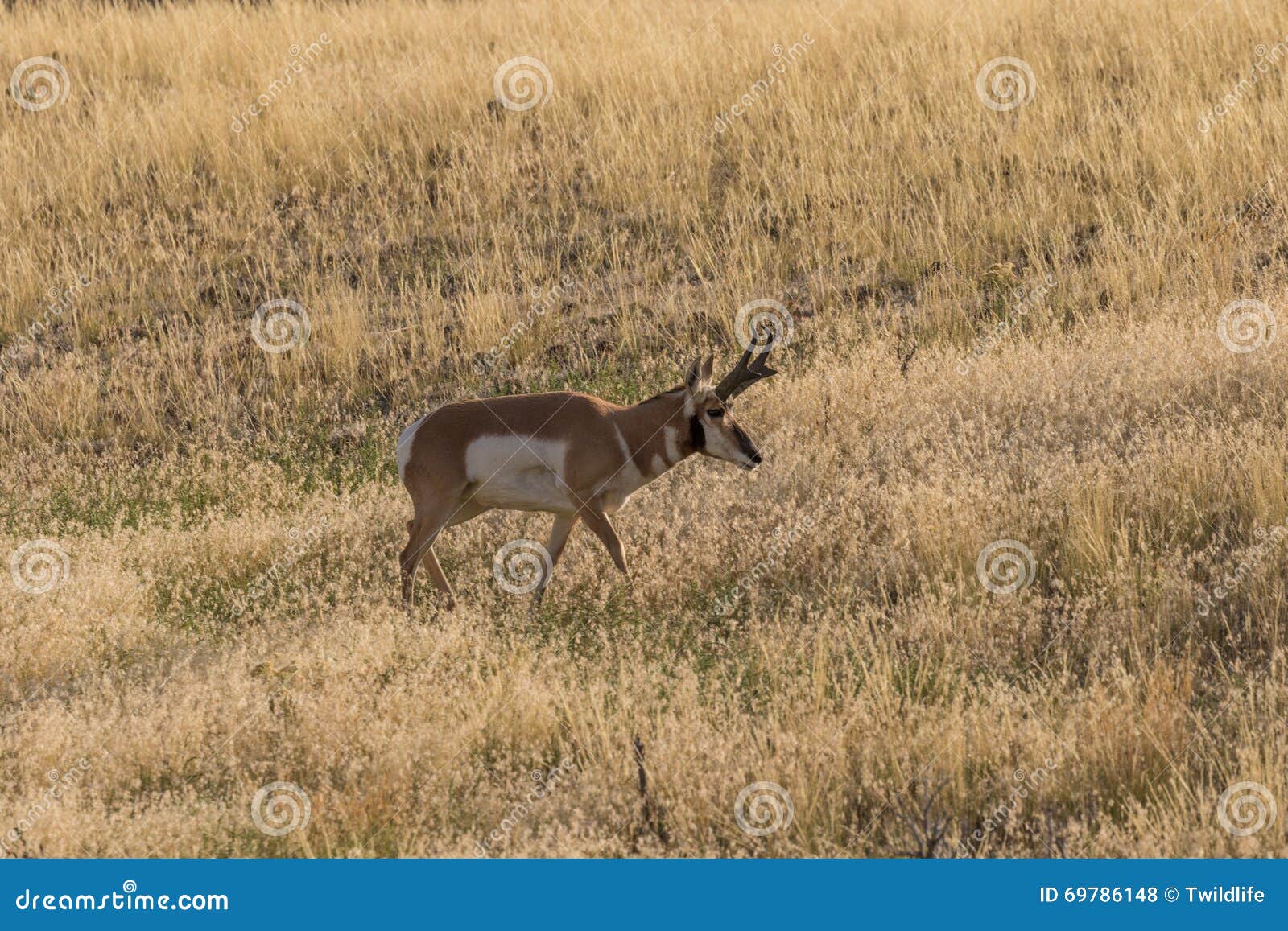 Pronghorn Buck Backlit stock photo. Image of wildlife - 69786148