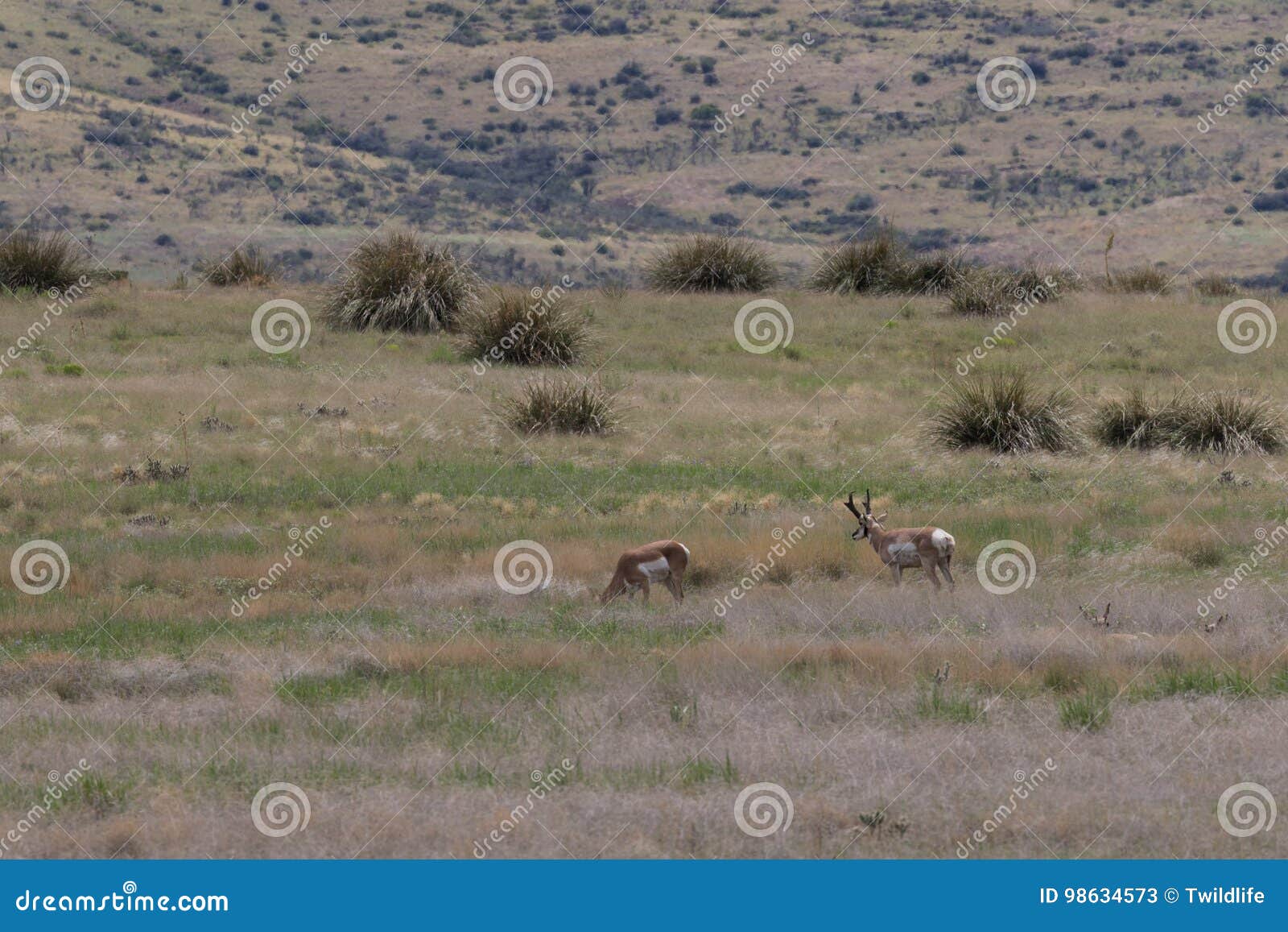 Pronghorn Buck and Doe Rutting Stock Image - Image of wildlife ...