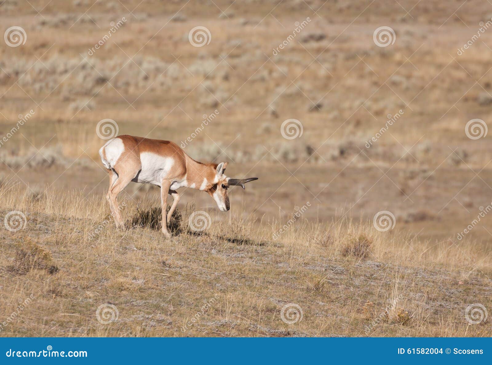 Pronghorn Buck Grazing stock photo. Image of autumn, nature - 61582004