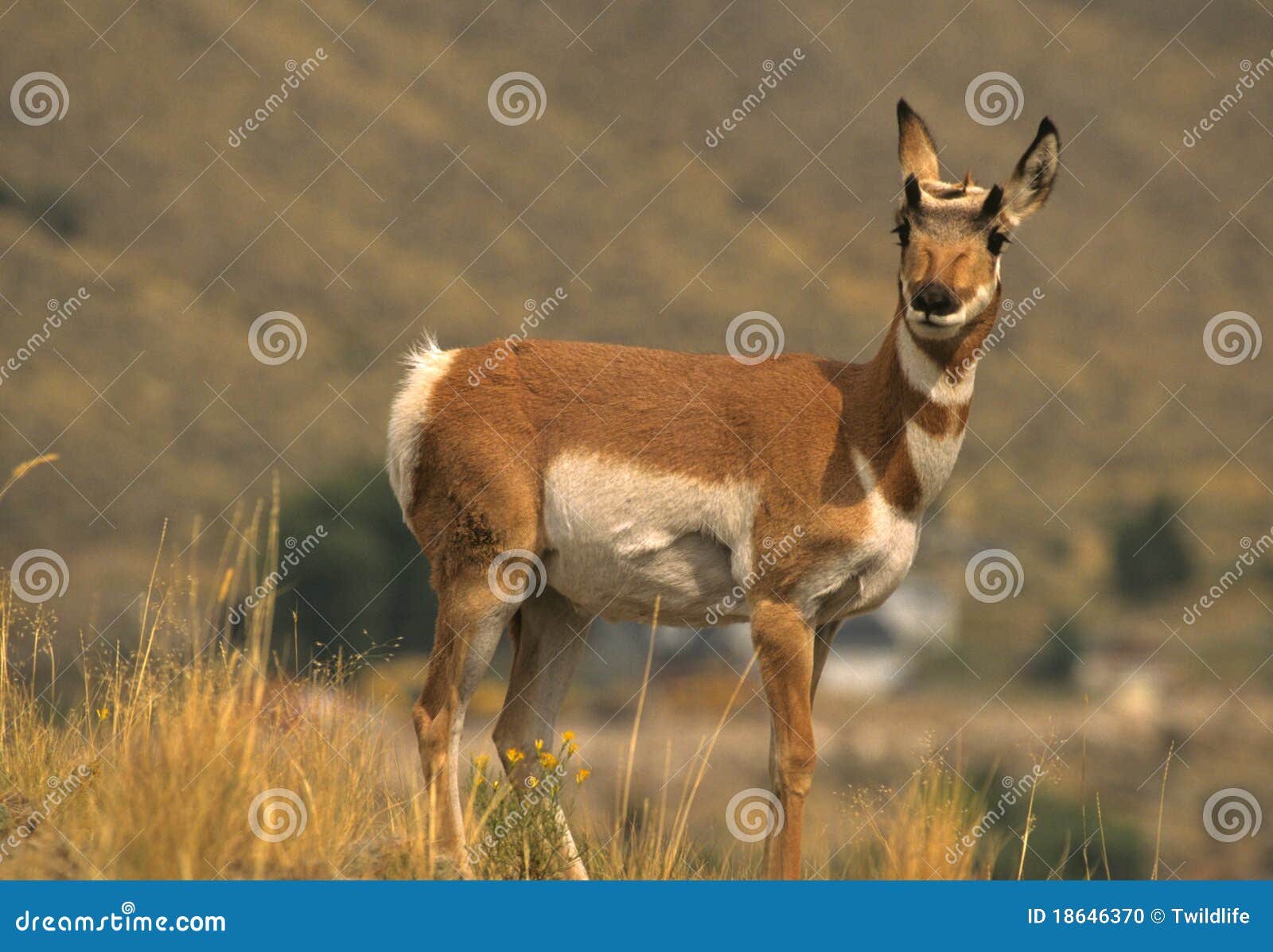 Pronghorn Doe stock photo. Image of wildlife, pronghorn - 18646370