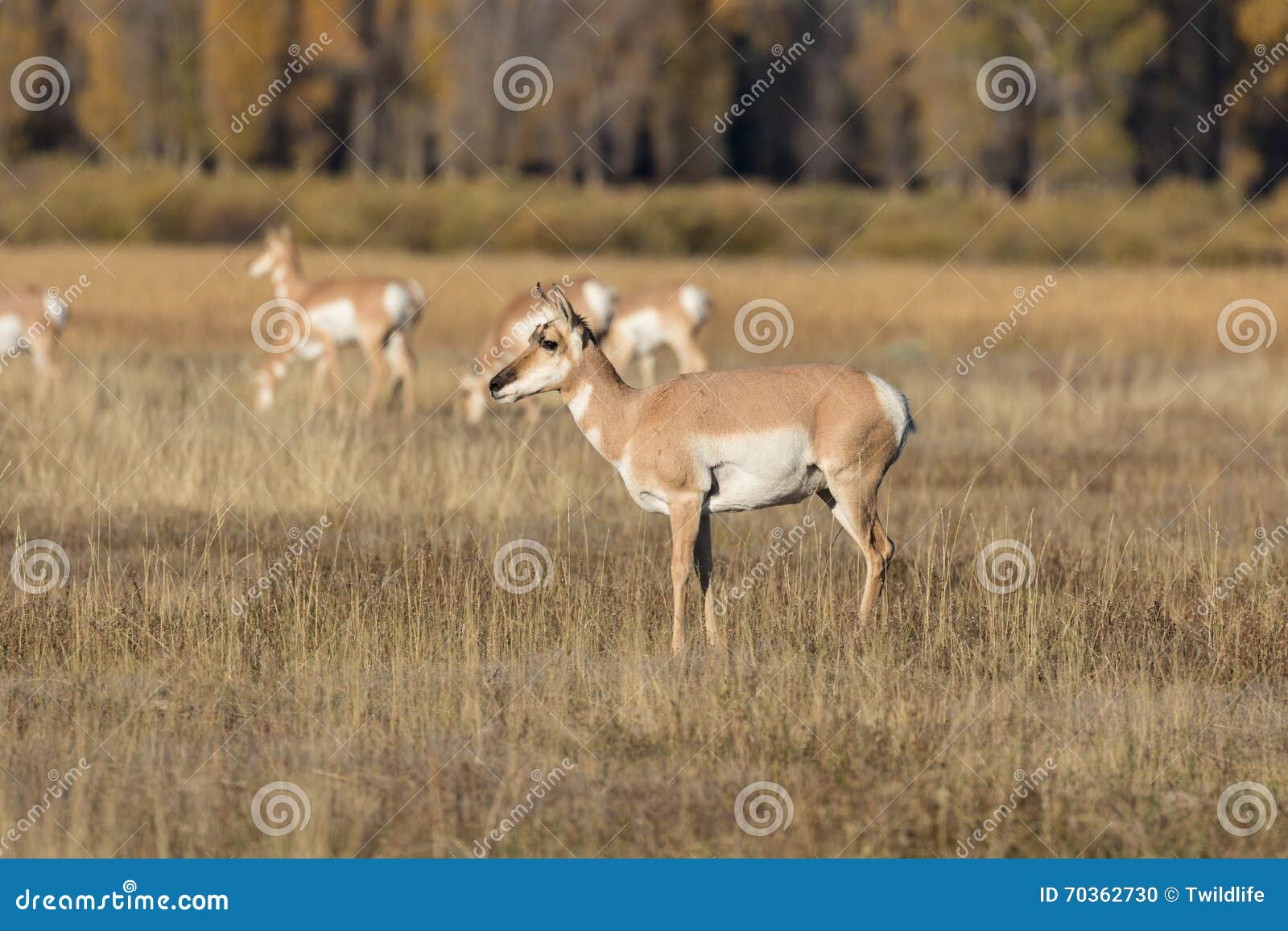 Pronghorn Doe stock photo. Image of wildlife, antelope - 70362730
