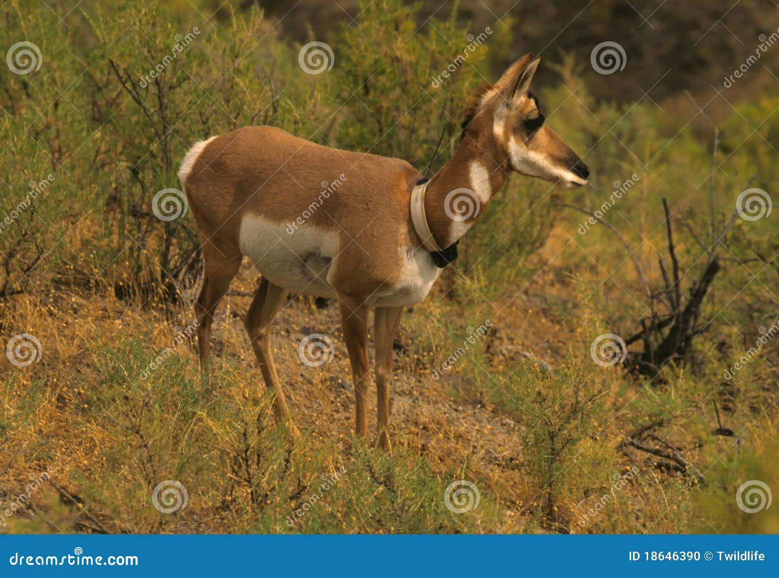 Pronghorn Doe with Tracking Collar Stock Photo - Image of animal ...
