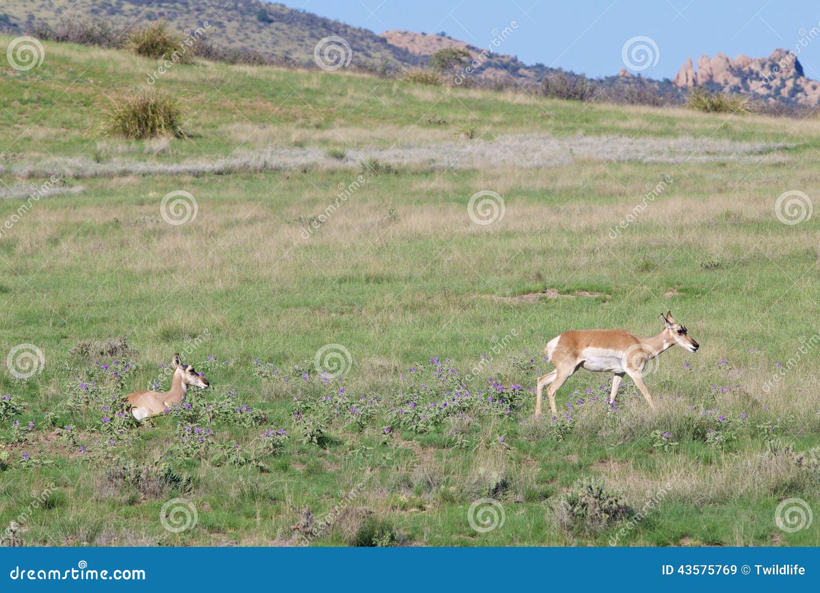 Pronghorn Does on the Prairie Stock Image - Image of grassland ...