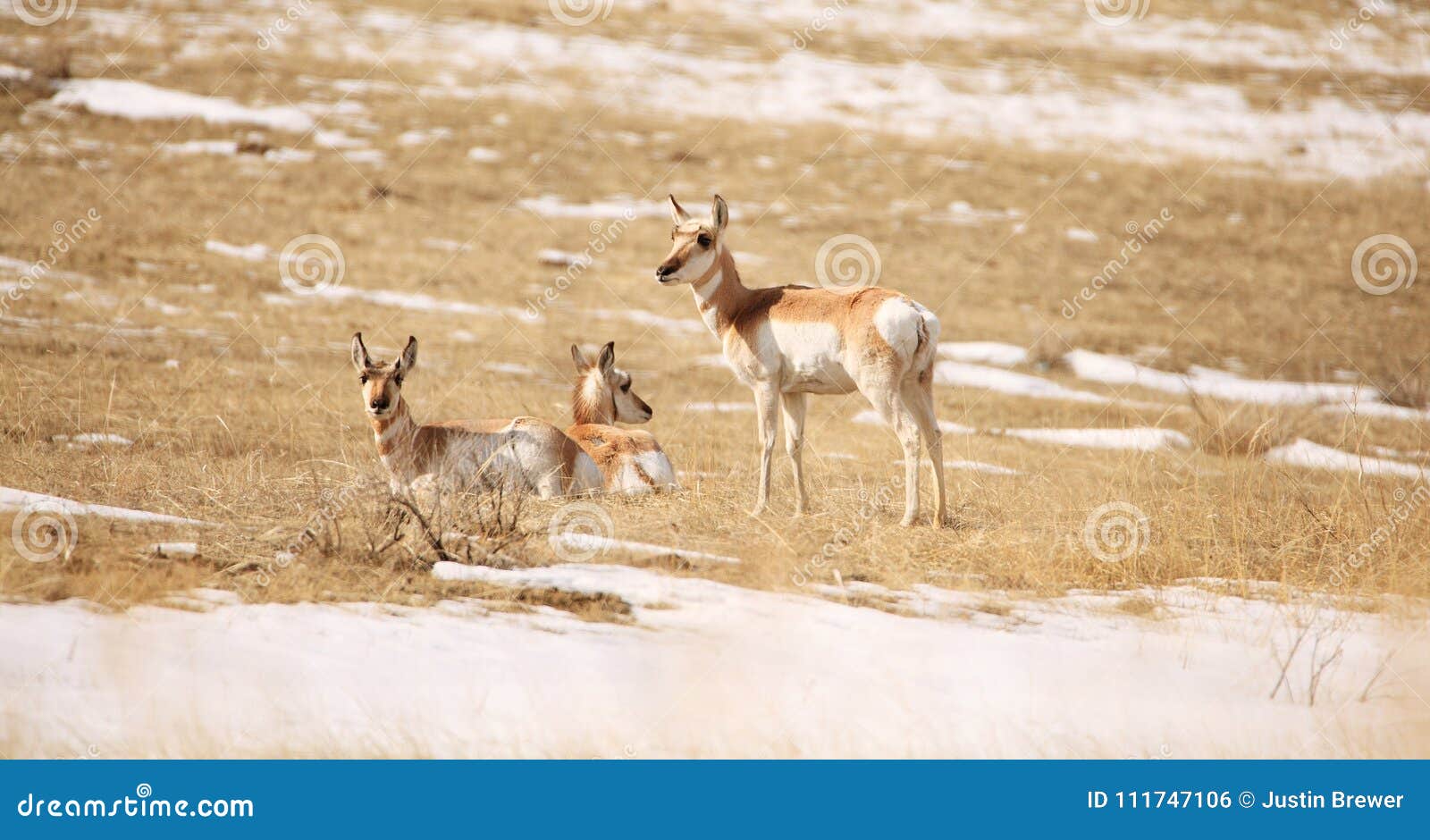 Horse Mule Snow Shadows Stock Photos - Free & Royalty-Free Stock Photos ...