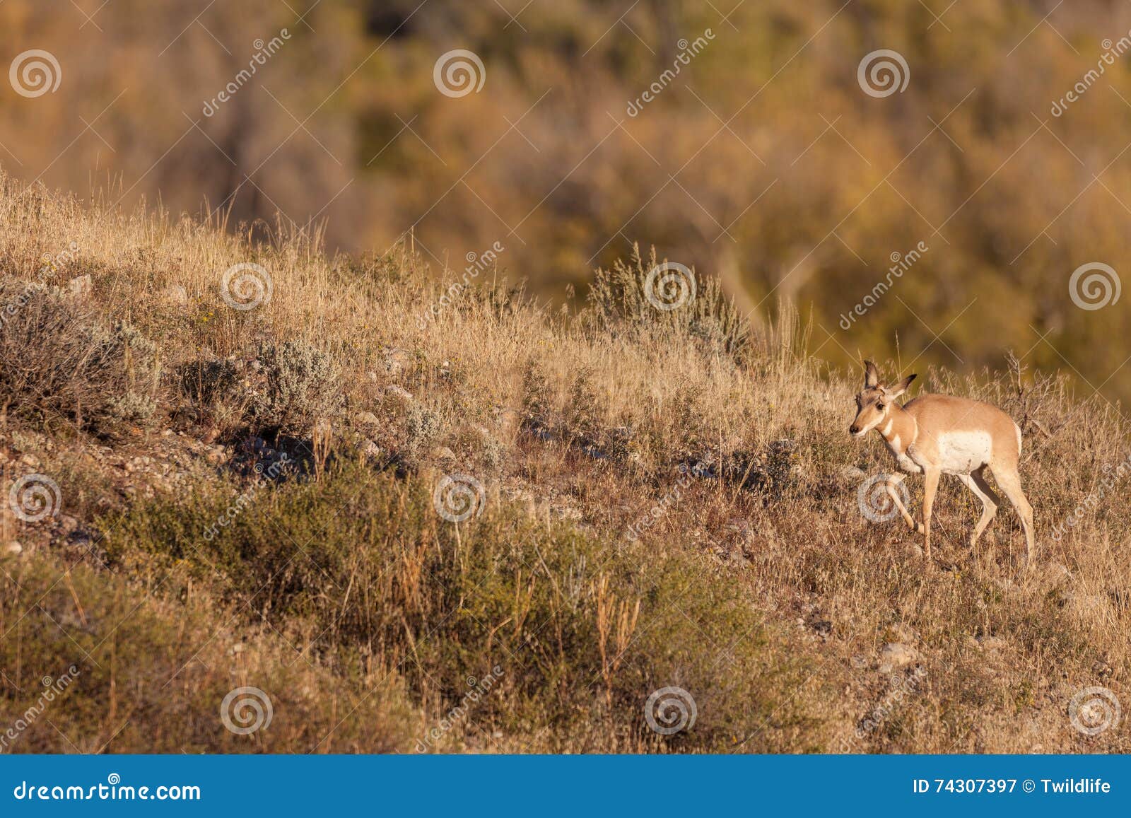 Pronghorn Fawn stock image. Image of autumn, fall, wildlife - 74307397