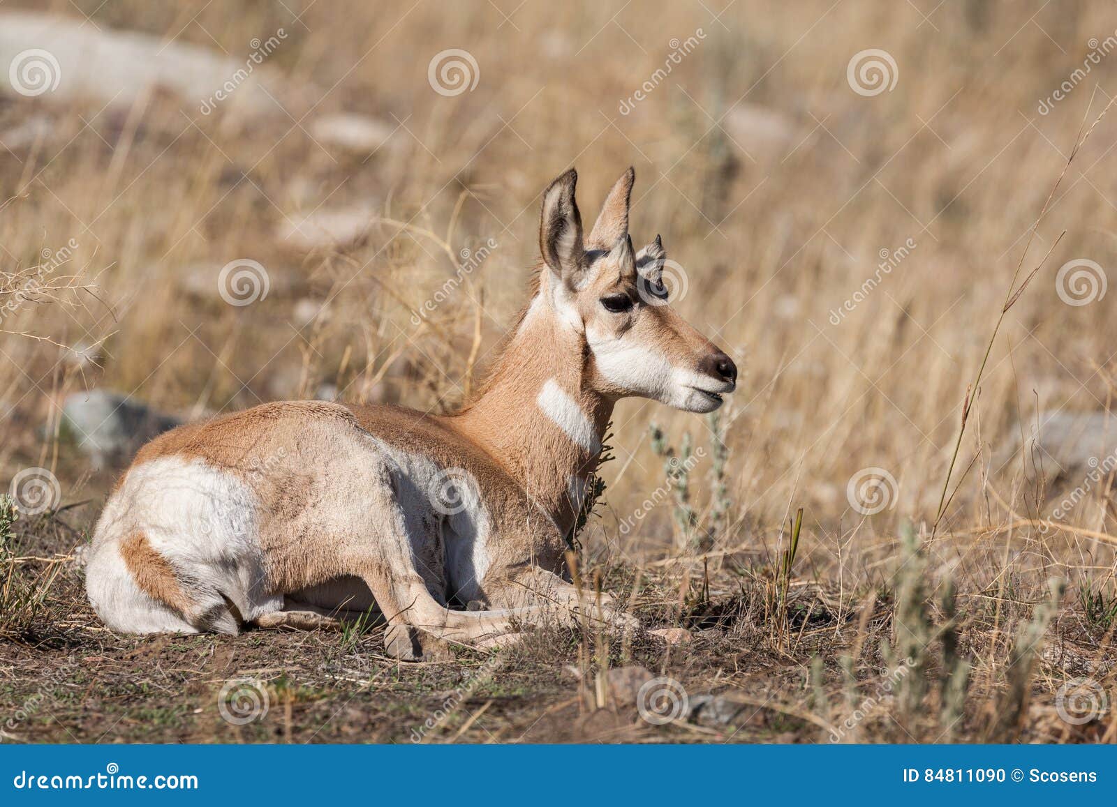 Pronghorn Fawn Bedded stock photo. Image of pronghorn - 84811090