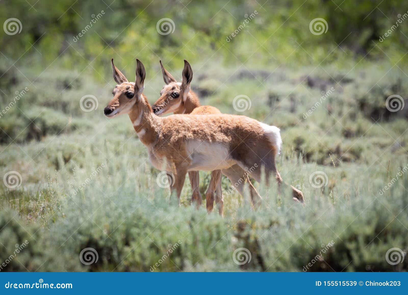 Pronghorn fawn twins stock image. Image of colorado - 155515539