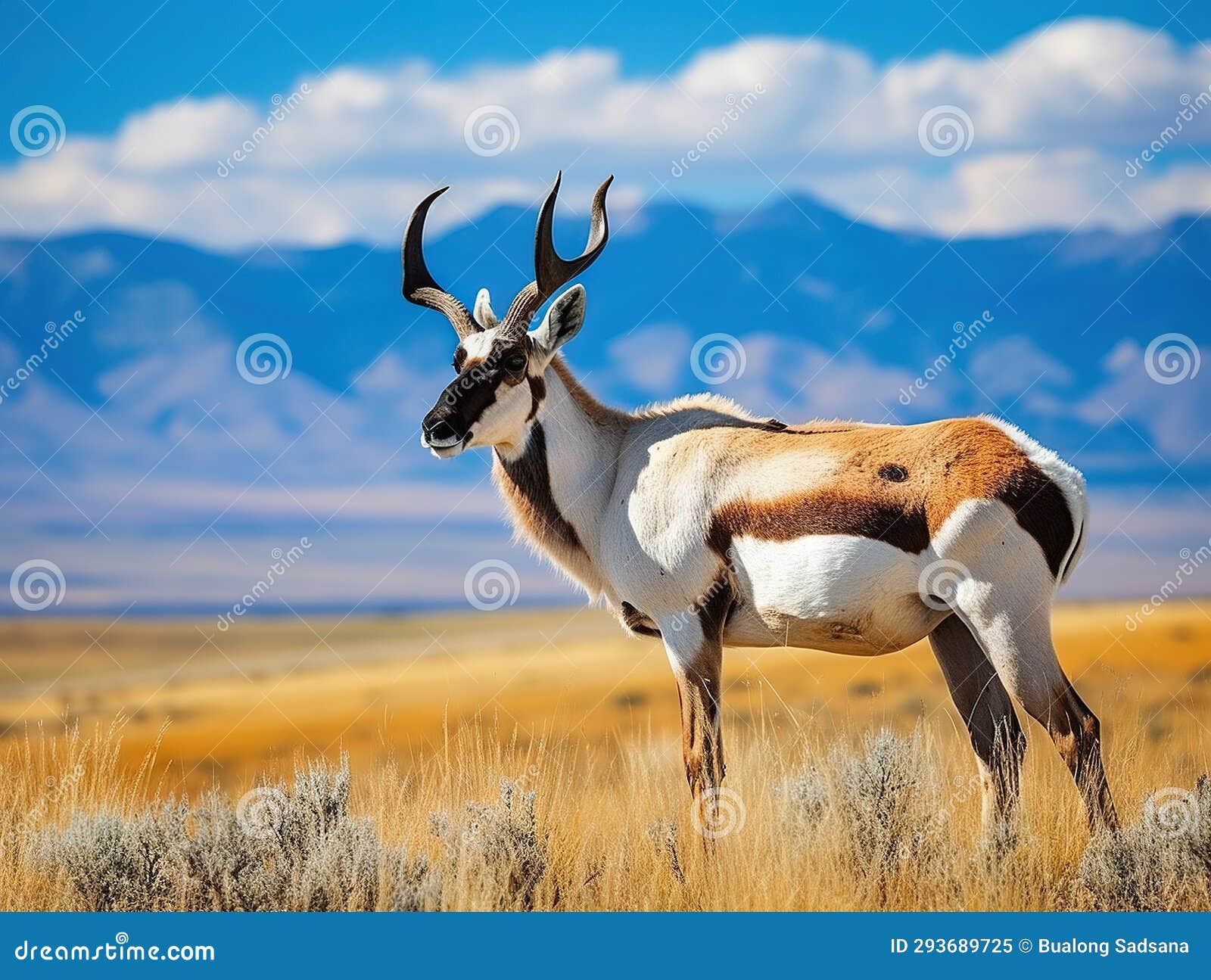Majestic Pronghorn Antelope Galloping Through Golden Grasslands. Stock ...