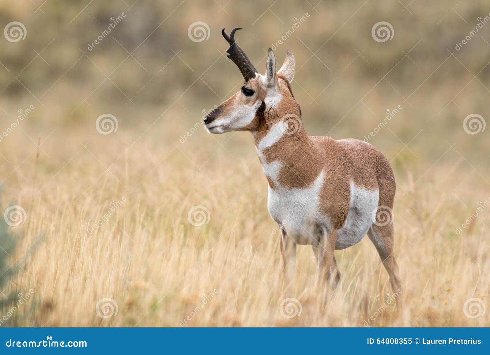 Pronghorn Sheep stock image. Image of park, montana, deer - 64000355