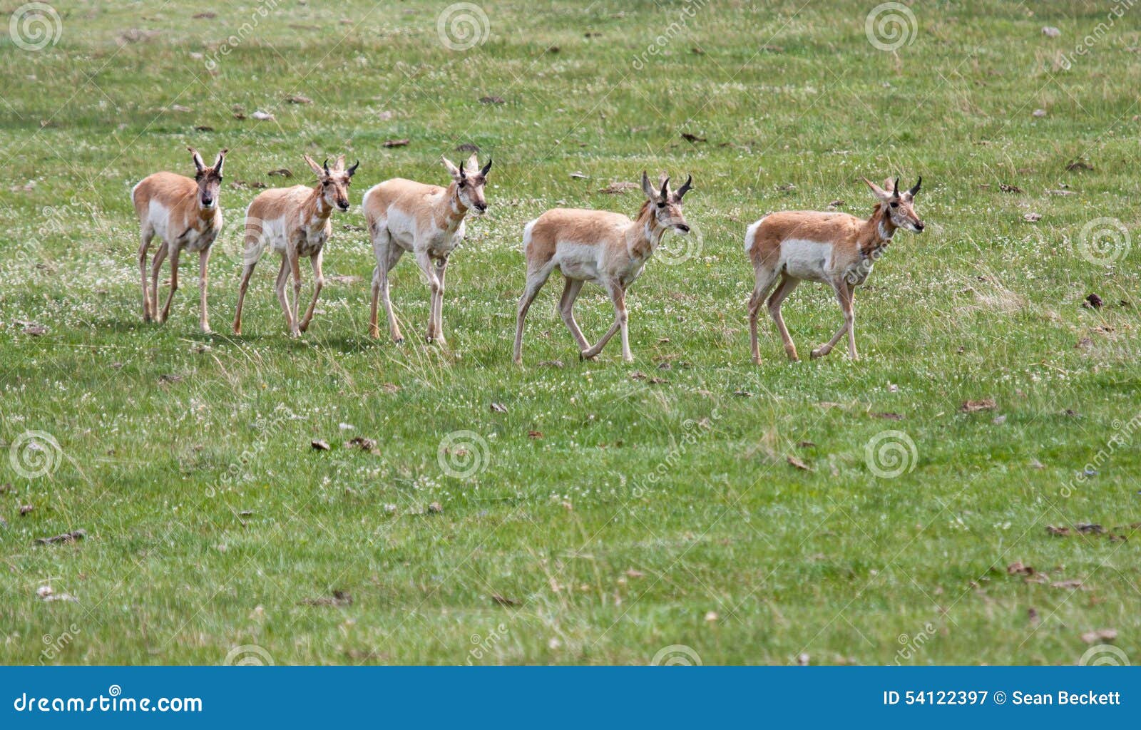 Pronghorn single file stock image. Image of jackson, animal - 54122397
