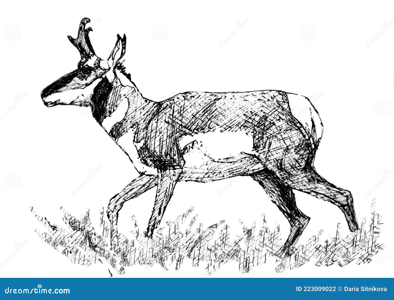 Pronghorn Sketch Stock Photography | CartoonDealer.com #223009022