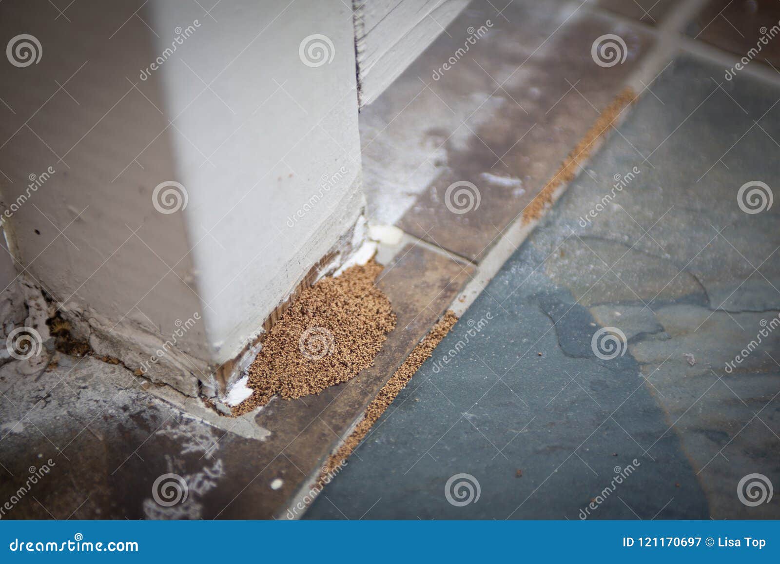 Proof of Termite Infestation Stock Image - Image of banister, season ...