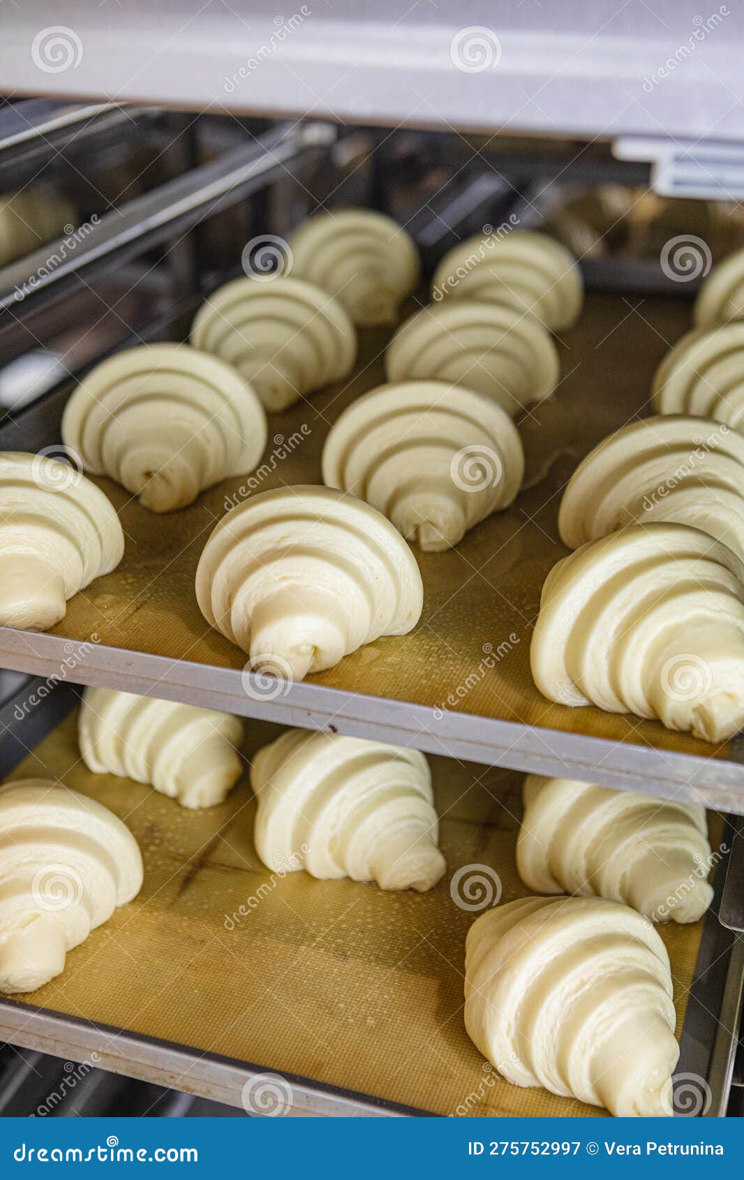 Proofed Croissants on Baking Sheet Stock Image - Image of dough ...