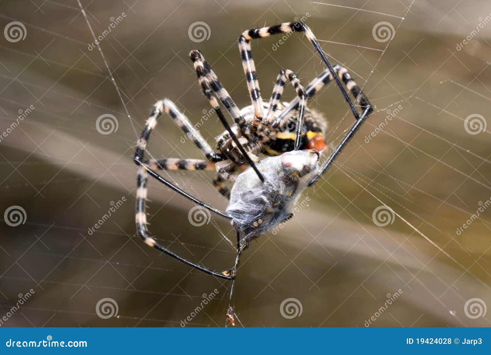 Prooi van een spin stock foto. Image of spinachtige, spin - 19424028