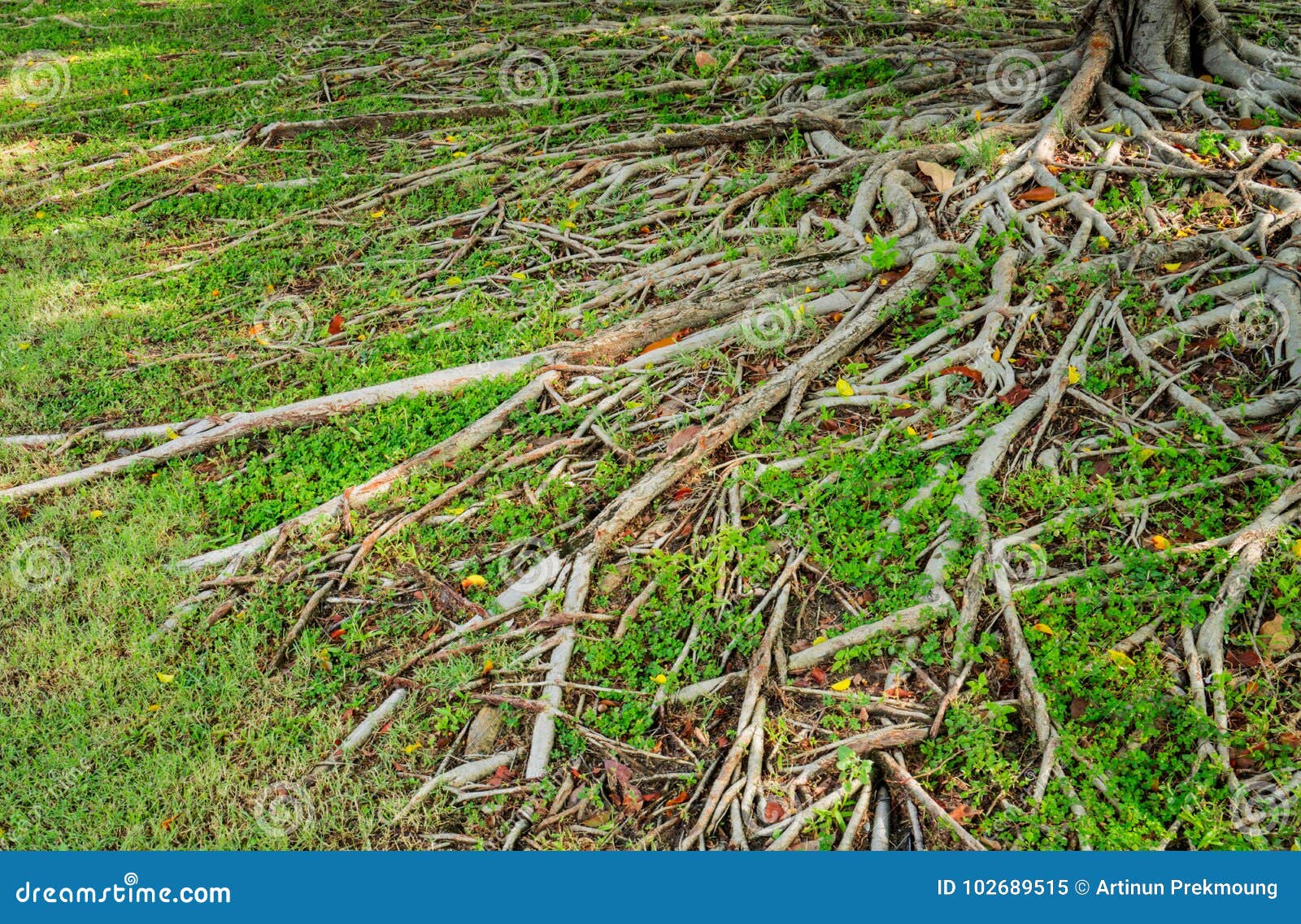 Adventitious Prop Roots Of Big Banyan Tree Stock Image | CartoonDealer ...