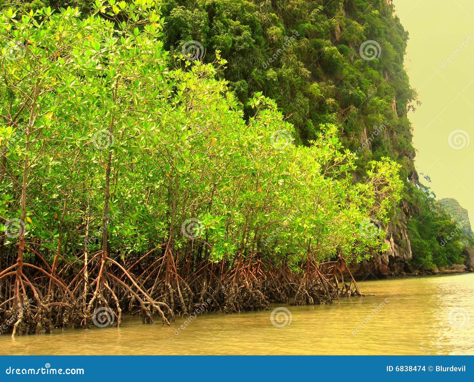 Prop Roots stock illustration. Illustration of river, meadow - 6838474