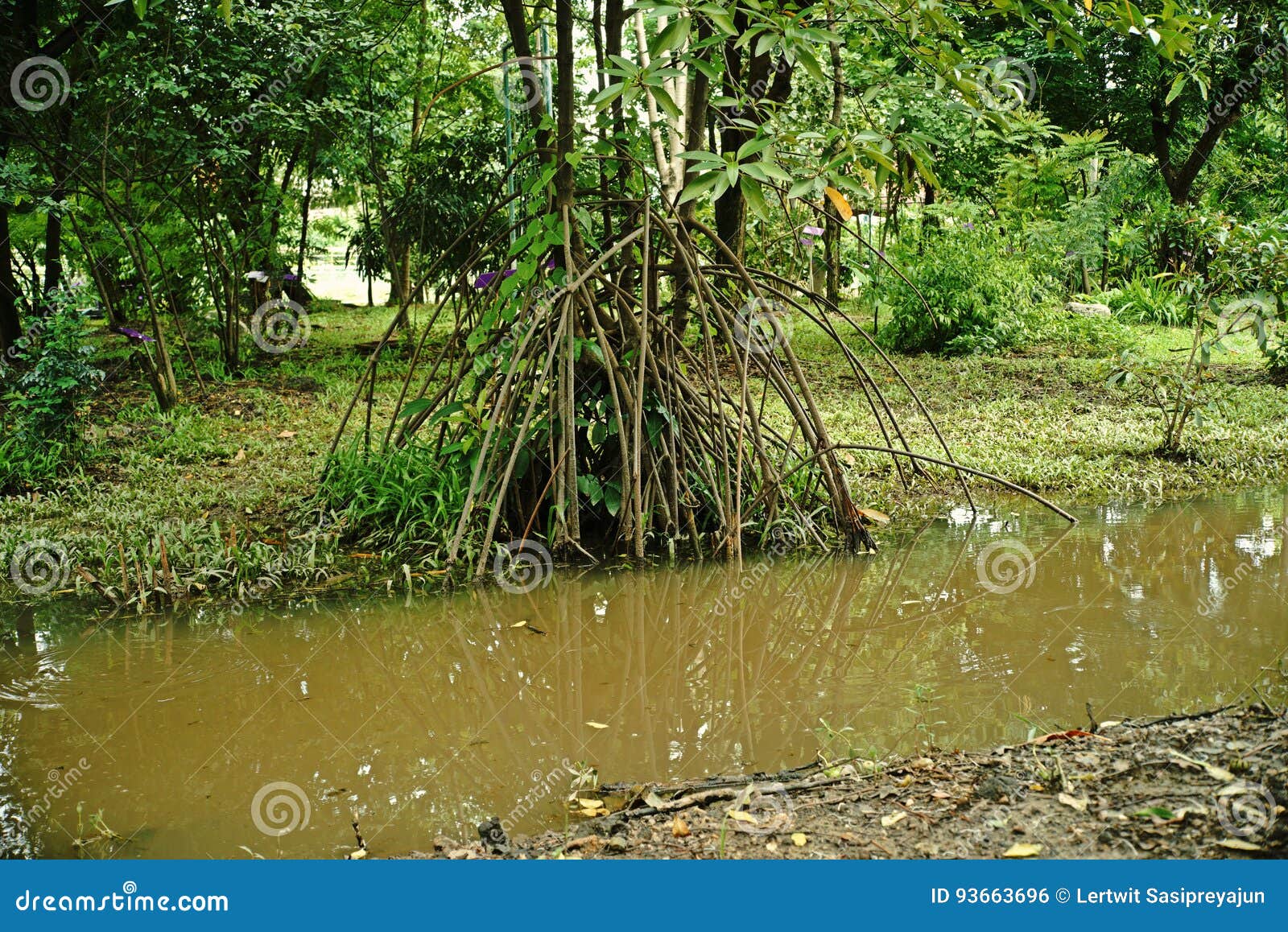 Prop Roots of Mangrove Tree Stock Photo - Image of mangrove, climate ...