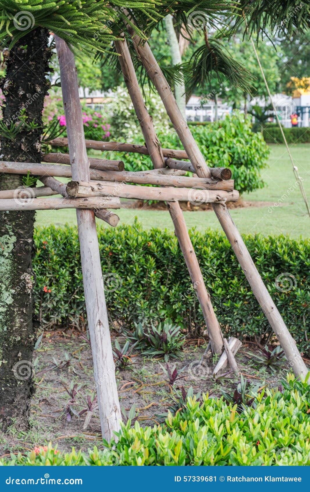 Prop the tree stock image. Image of rope, green, pine - 57339681