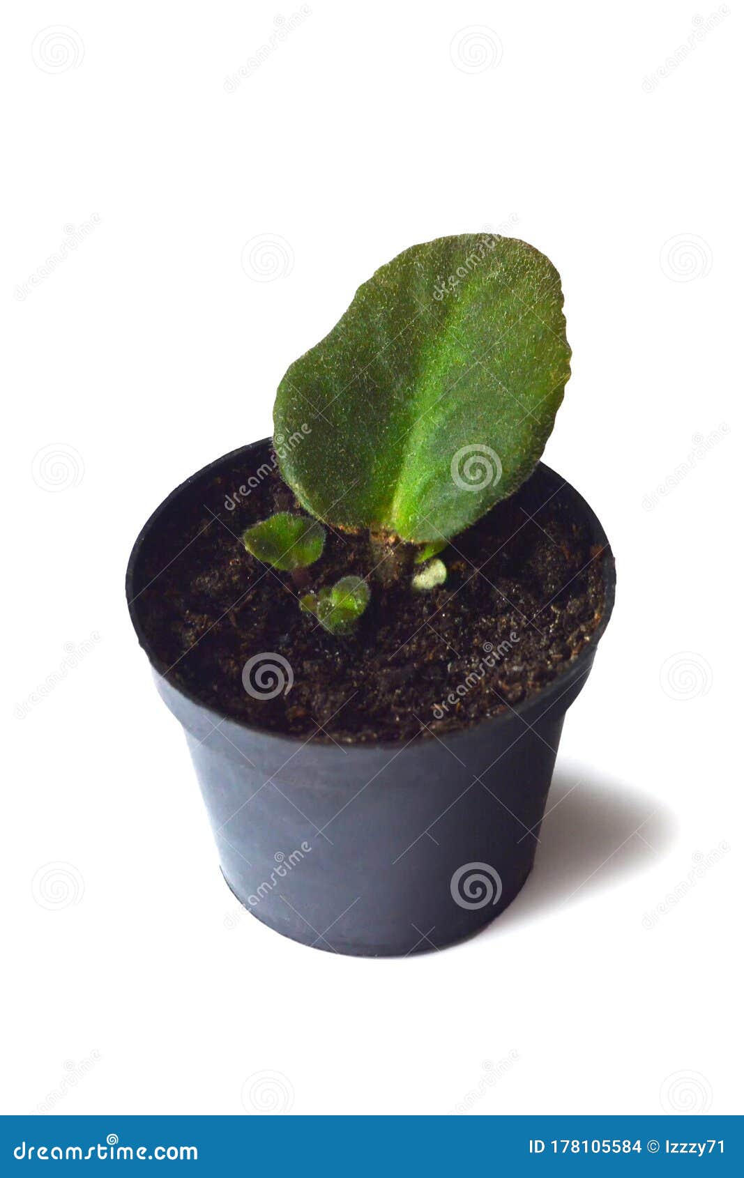 Propagating African Violets Stock Photo - Image of plantlet, grow ...