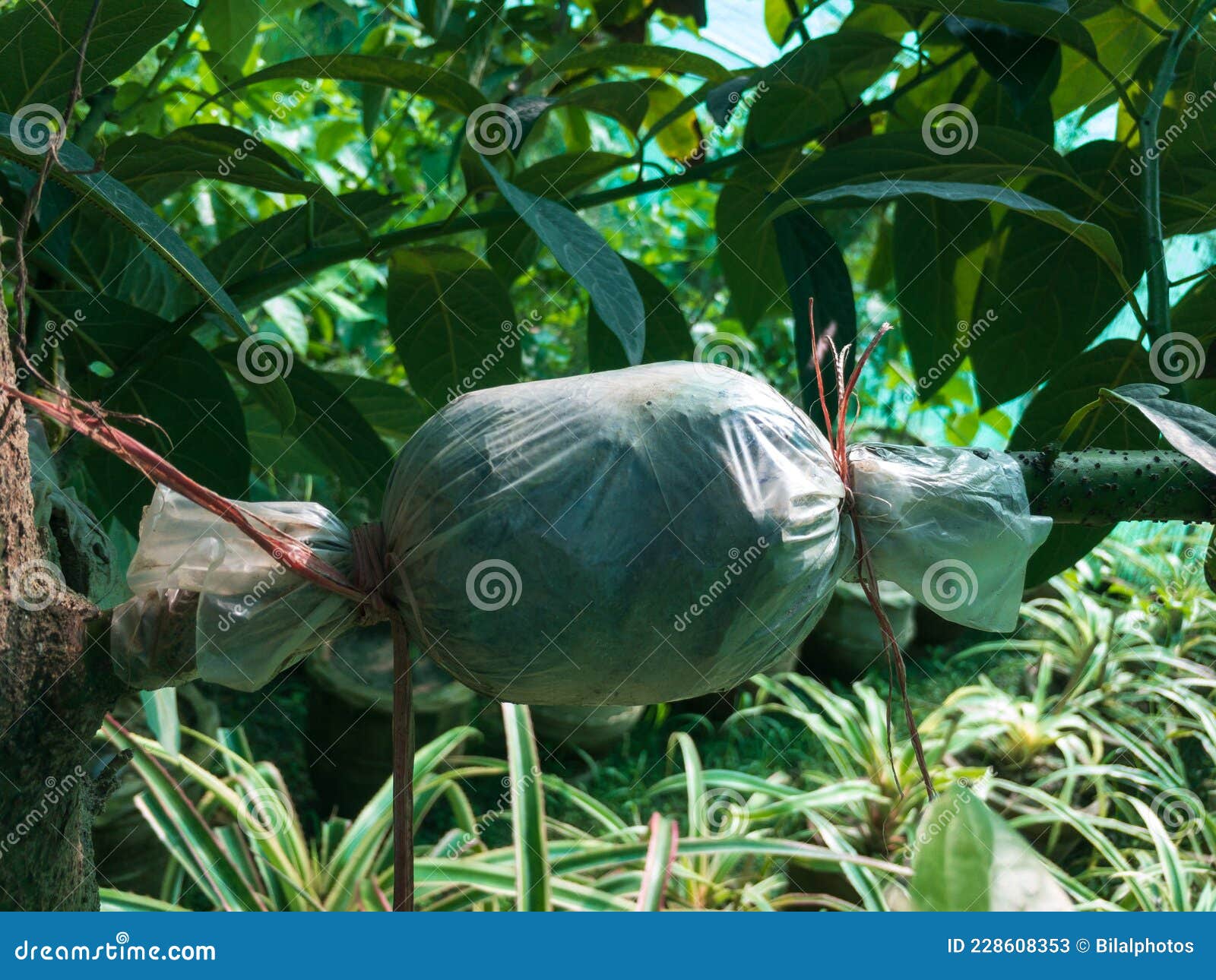 Air Layering Fruit Trees In Mango Tree Royalty-Free Stock Photography ...
