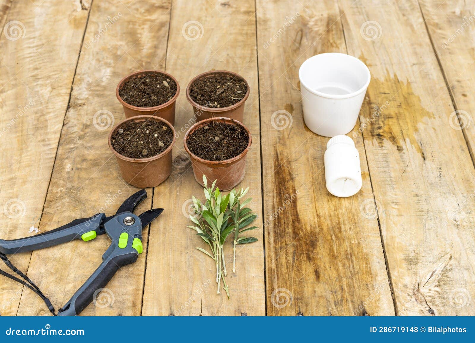Propagating Olive Tree by Means of Branches or Stem Cuttings Stock ...