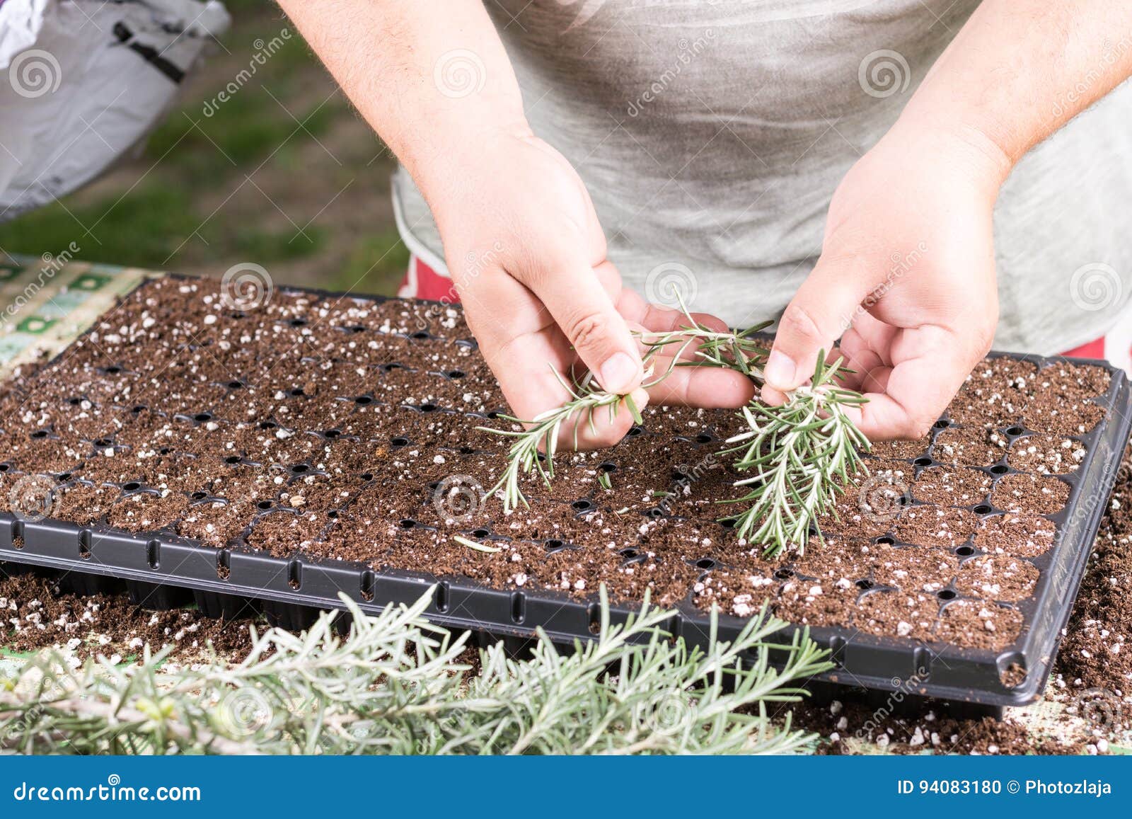 Propagating Small Rosemary Plants with Growth Hormone in the Container ...