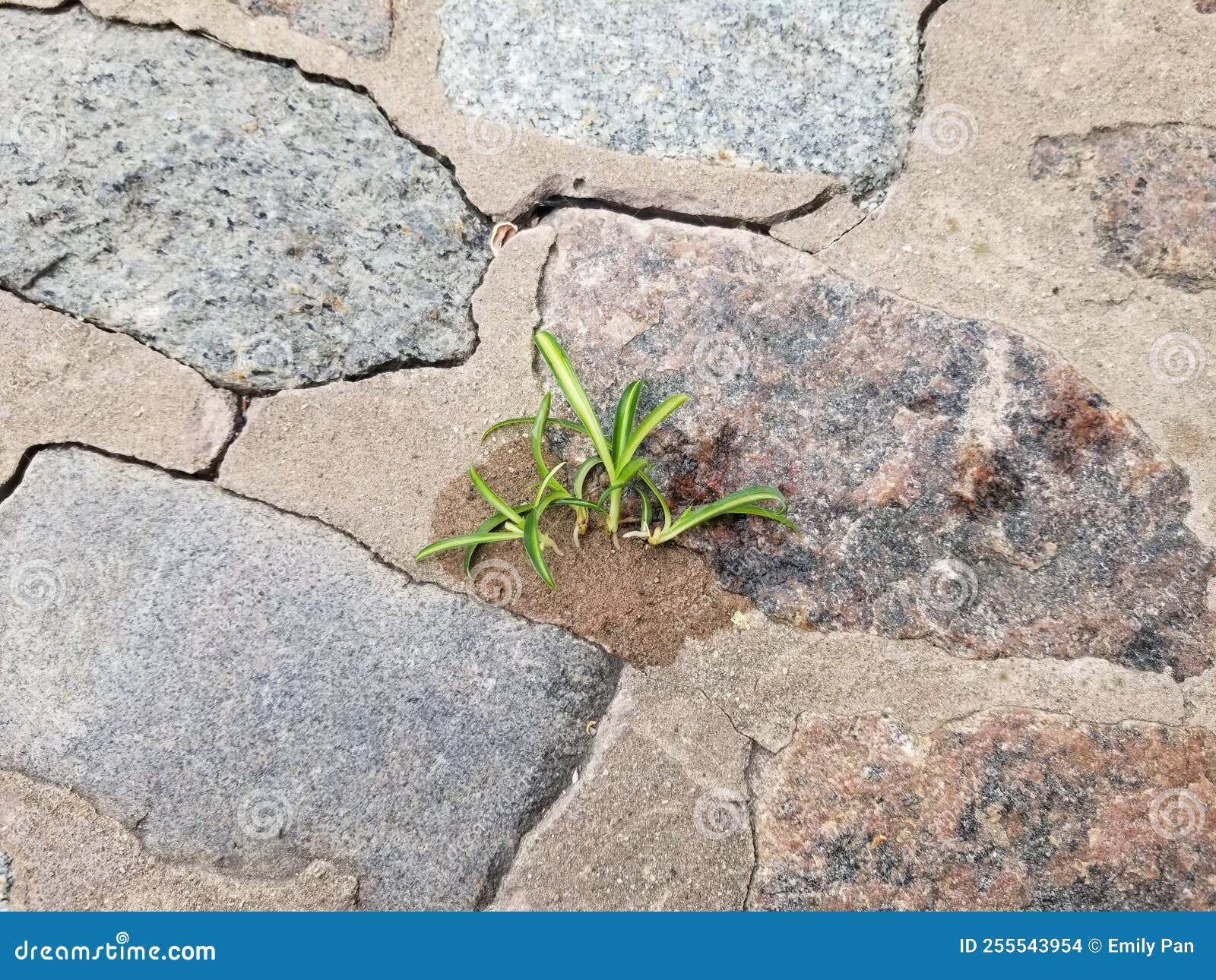 Propagating Spider Plants stock photo. Image of asphalt - 255543954