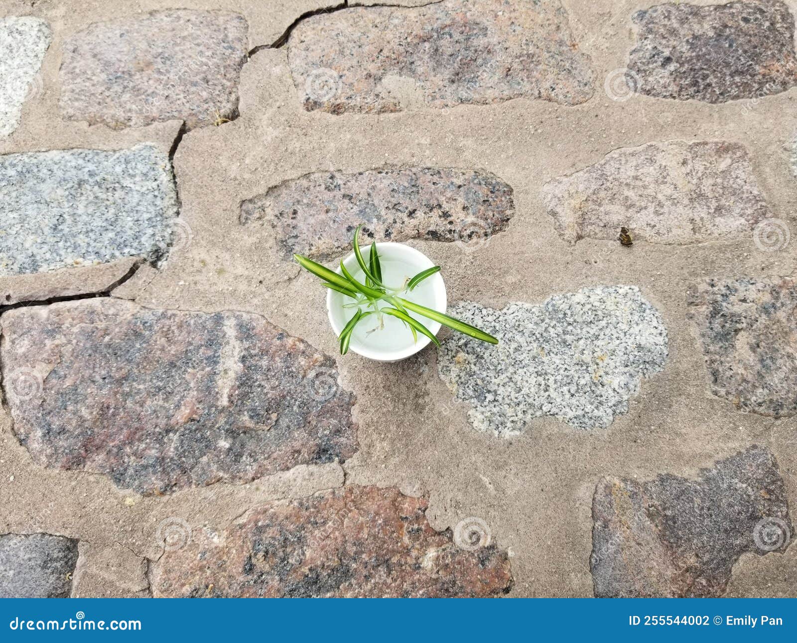 Propagating Spider Plants stock photo. Image of asphalt - 255544002