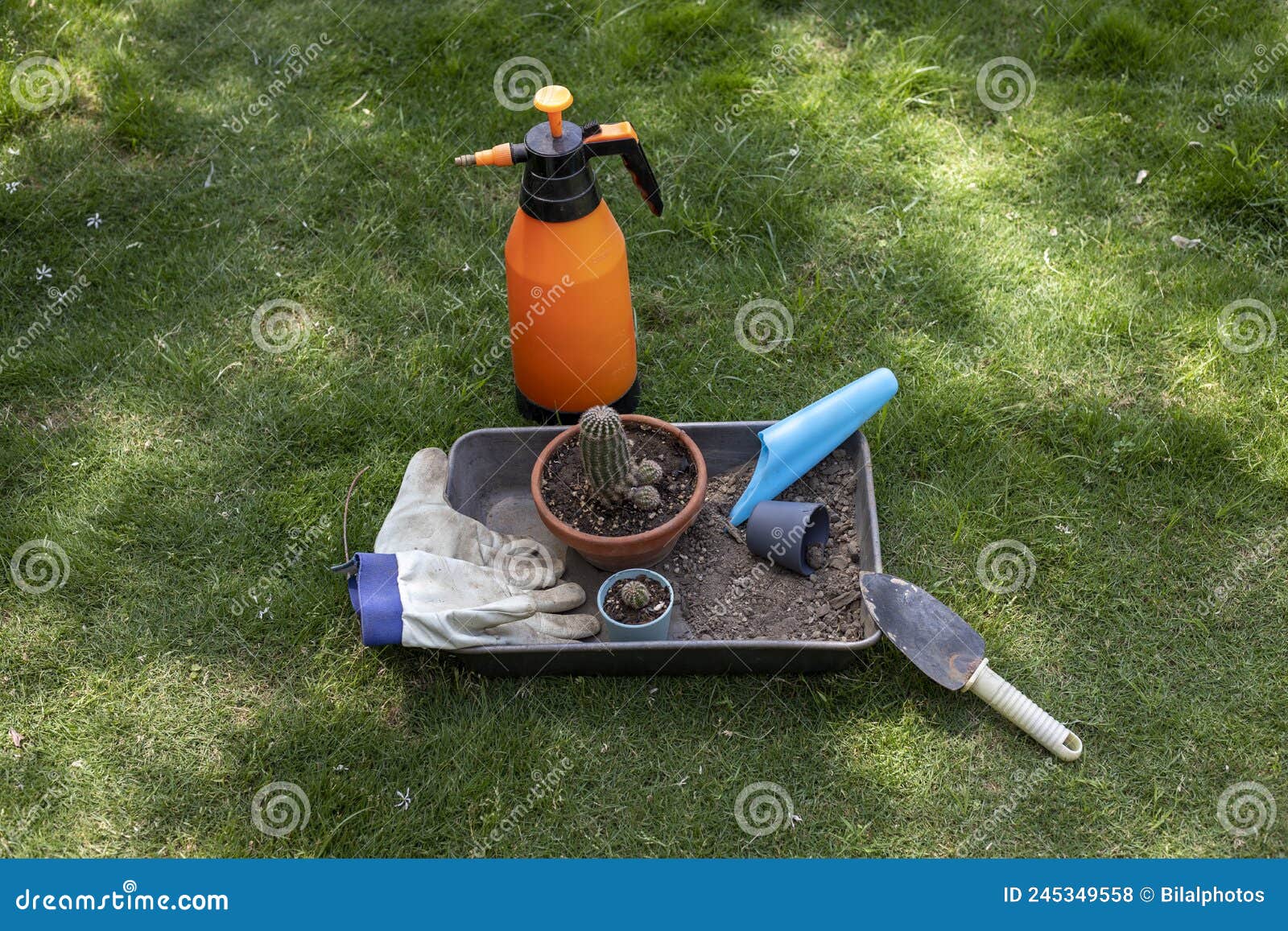 Propagation of Cactus Along the Gardening Tools Stock Photo - Image of ...