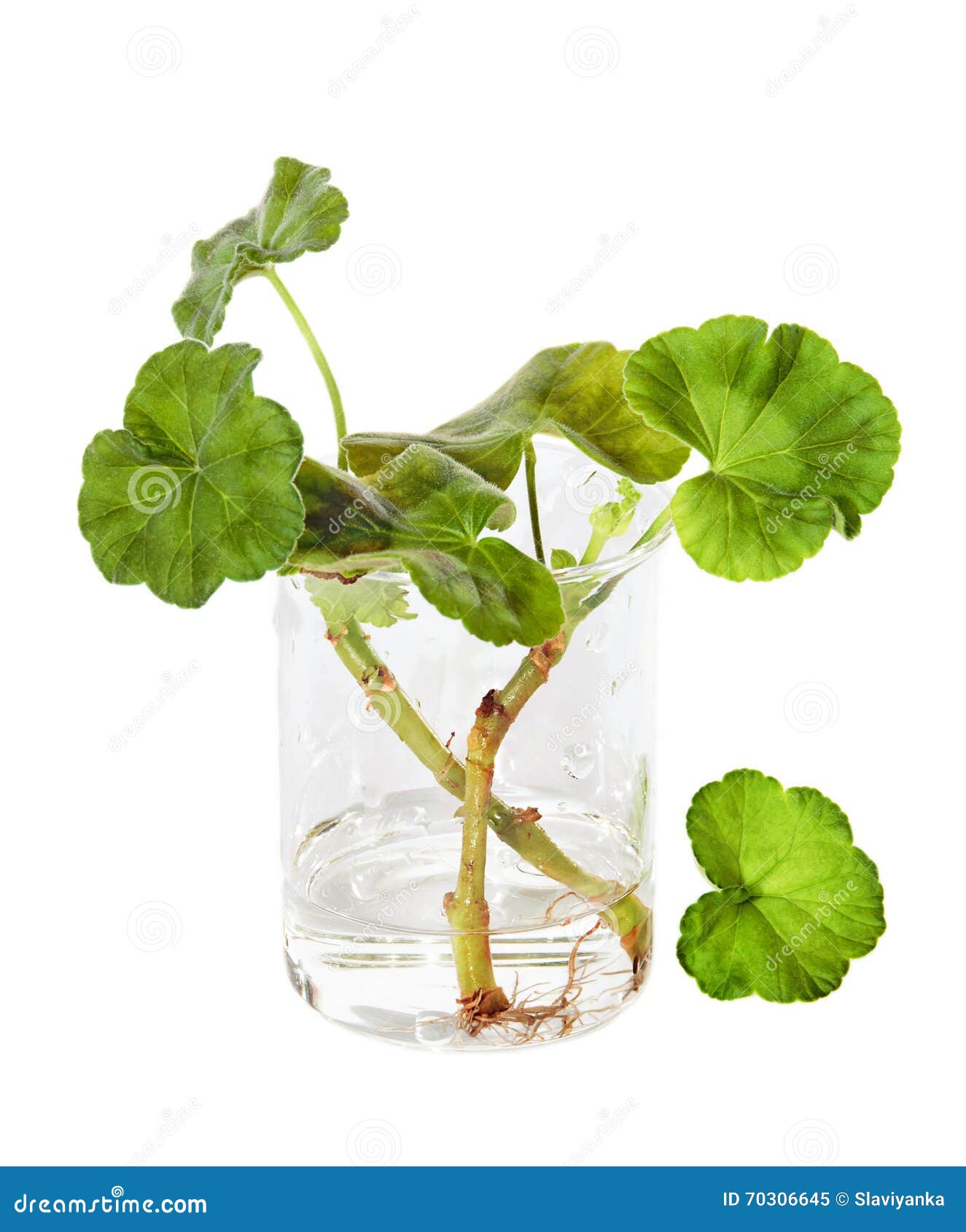 Propagation by Cuttings of Geranium Stock Image - Image of pelargonium ...