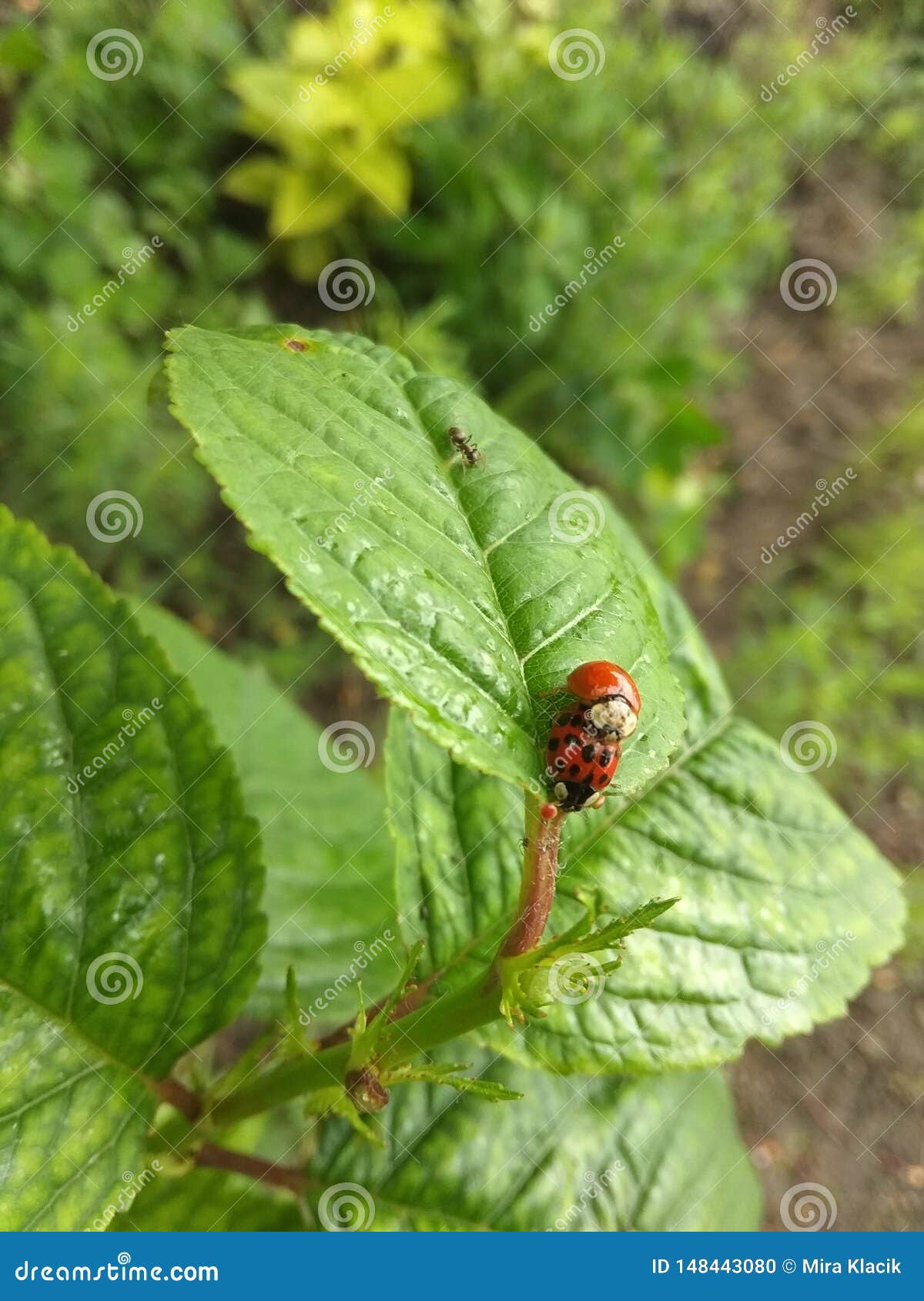 Propagation of two cubes stock photo. Image of insect - 148443080