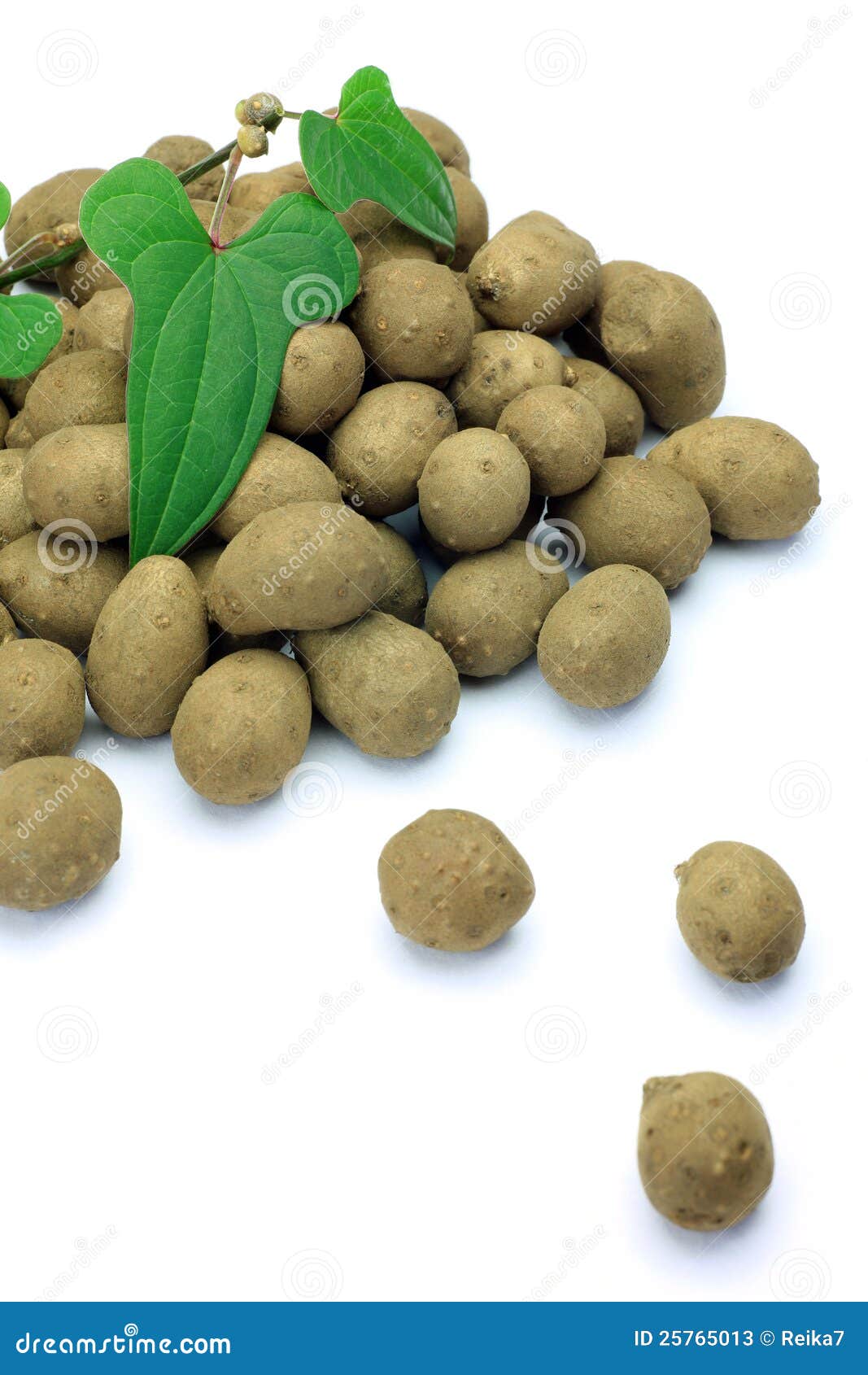 Propagule image stock. Image du couvée, brun, bourgeon - 25765013