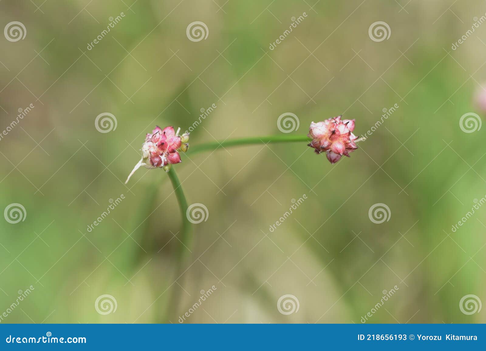 The Propagule Bulbil Of Wild Rocambole. Royalty-Free Stock Photo ...
