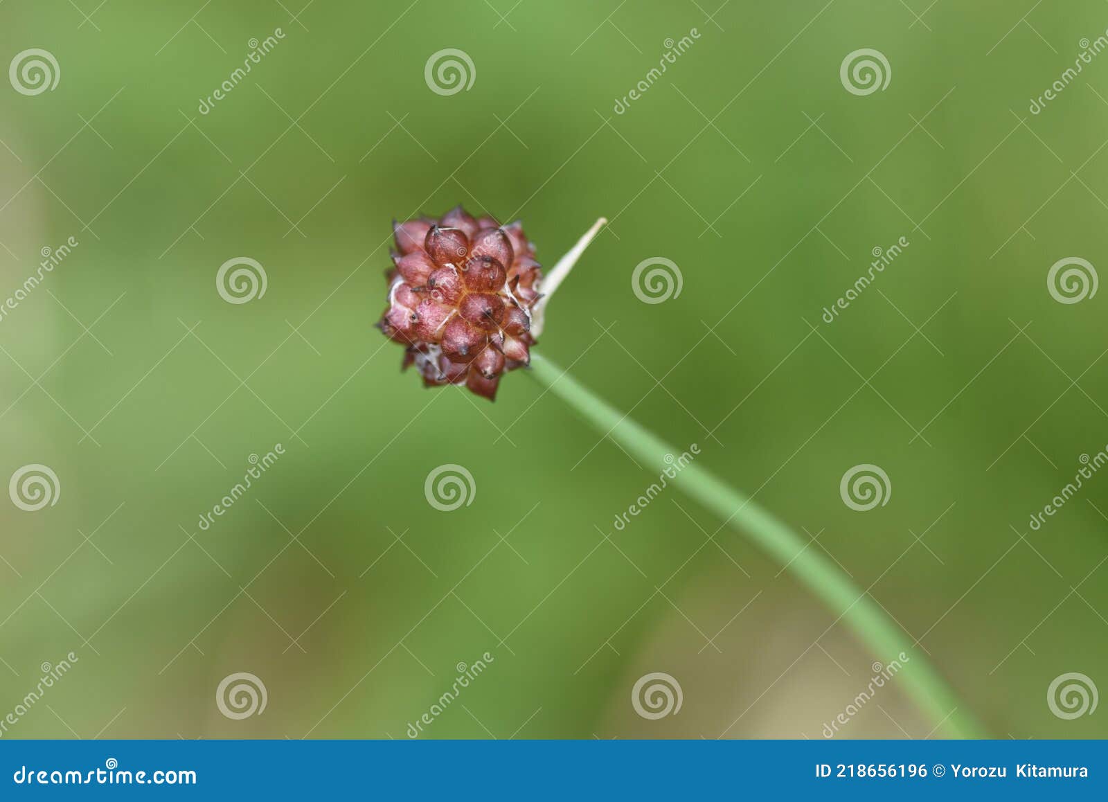 The Propagule Bulbil of Wild Rocambole. Stock Photo - Image of garden ...