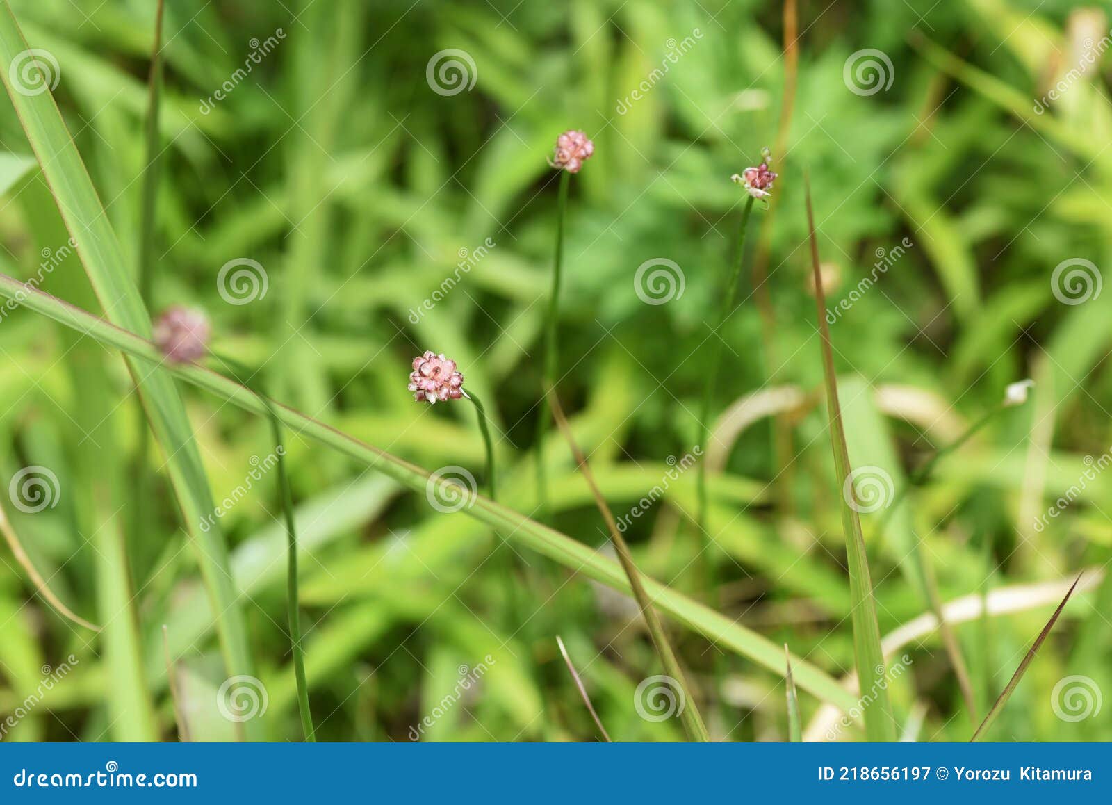 The Propagule Bulbil Of Wild Rocambole. Royalty-Free Stock Photo ...