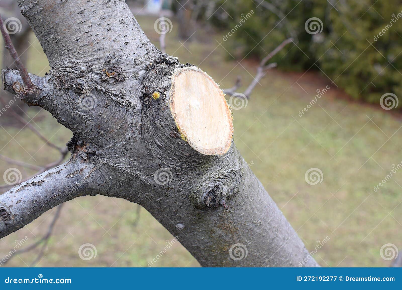 Proper Pruning of a Thick Branch Stock Image - Image of detail, factory ...