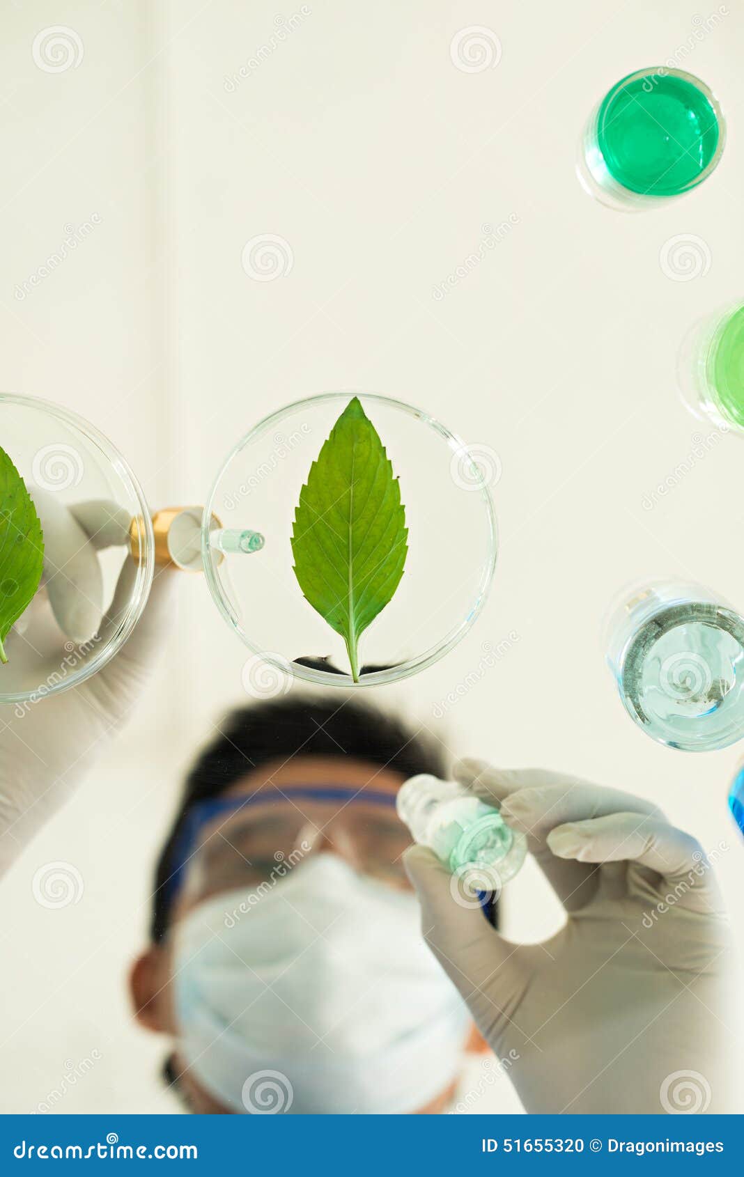 Properties of leaf stock photo. Image of person, leaf - 51655320