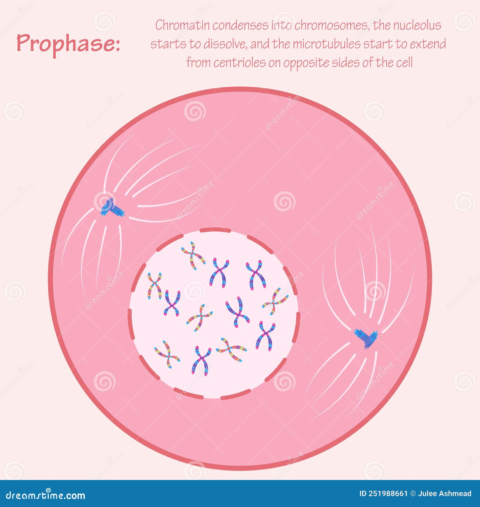 Prophase 1 Diagram