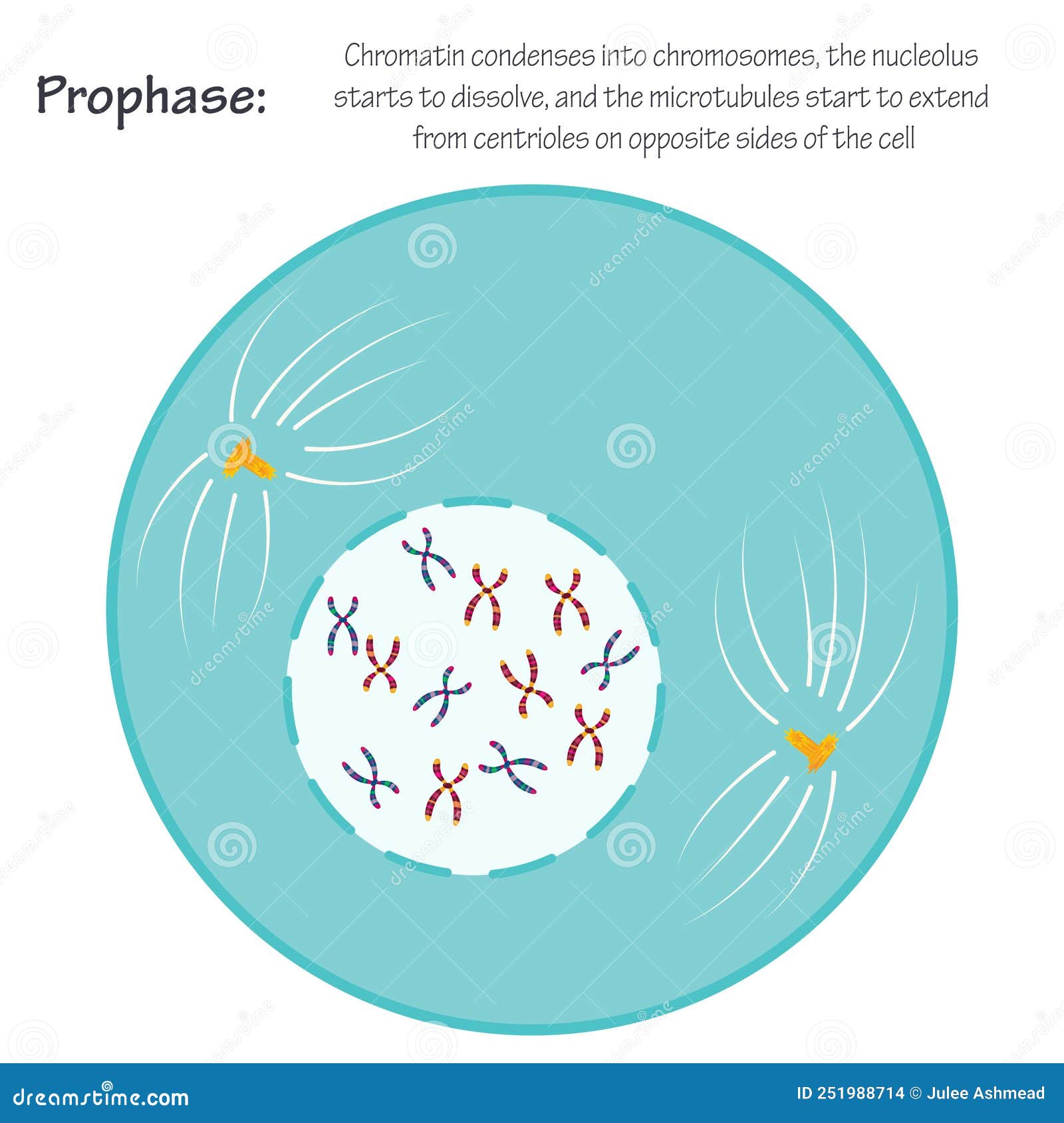 Prophase 1 Diagram