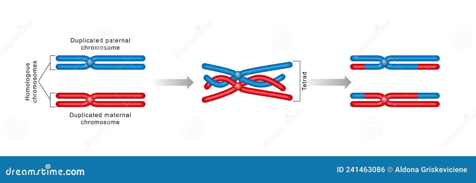 Prophase Cartoons, Illustrations & Vector Stock Images - 385 Pictures ...