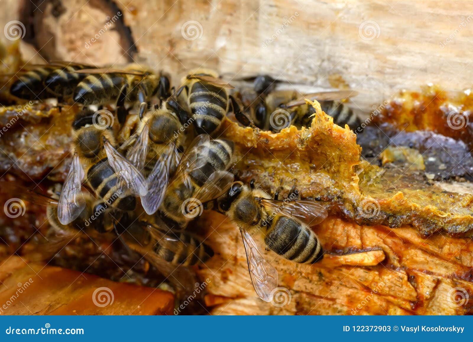 Propolis. Bee Glue. Bee Products. Apitherapy. Apiculture. Stock Image ...
