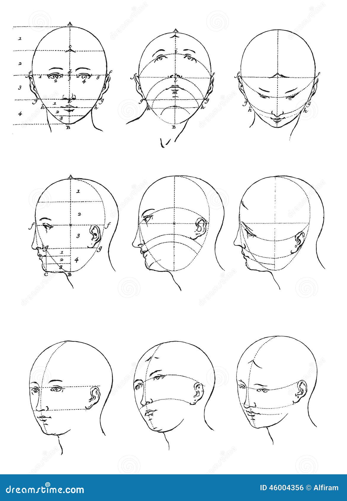 Proportions De Visage Illustration de Vecteur - Image: 46004356