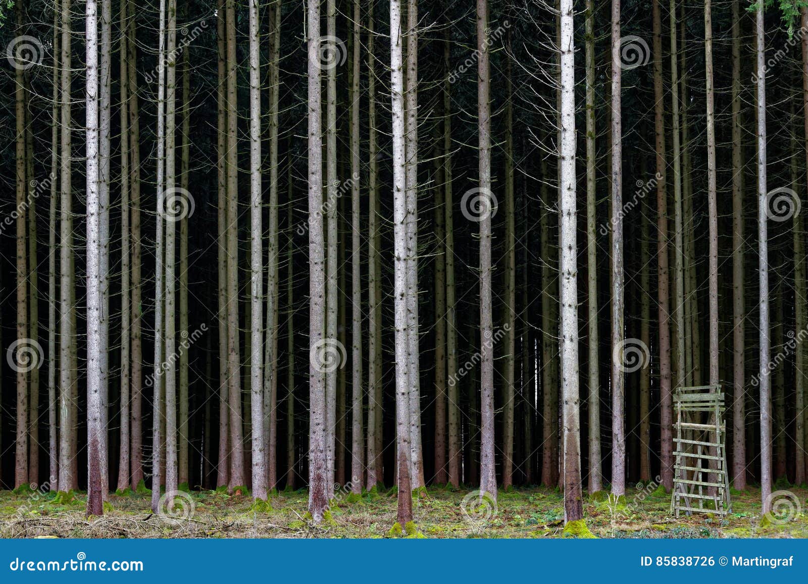 Proportions in Forest of Elevated Hunter Seat Compared To Tall Tree ...