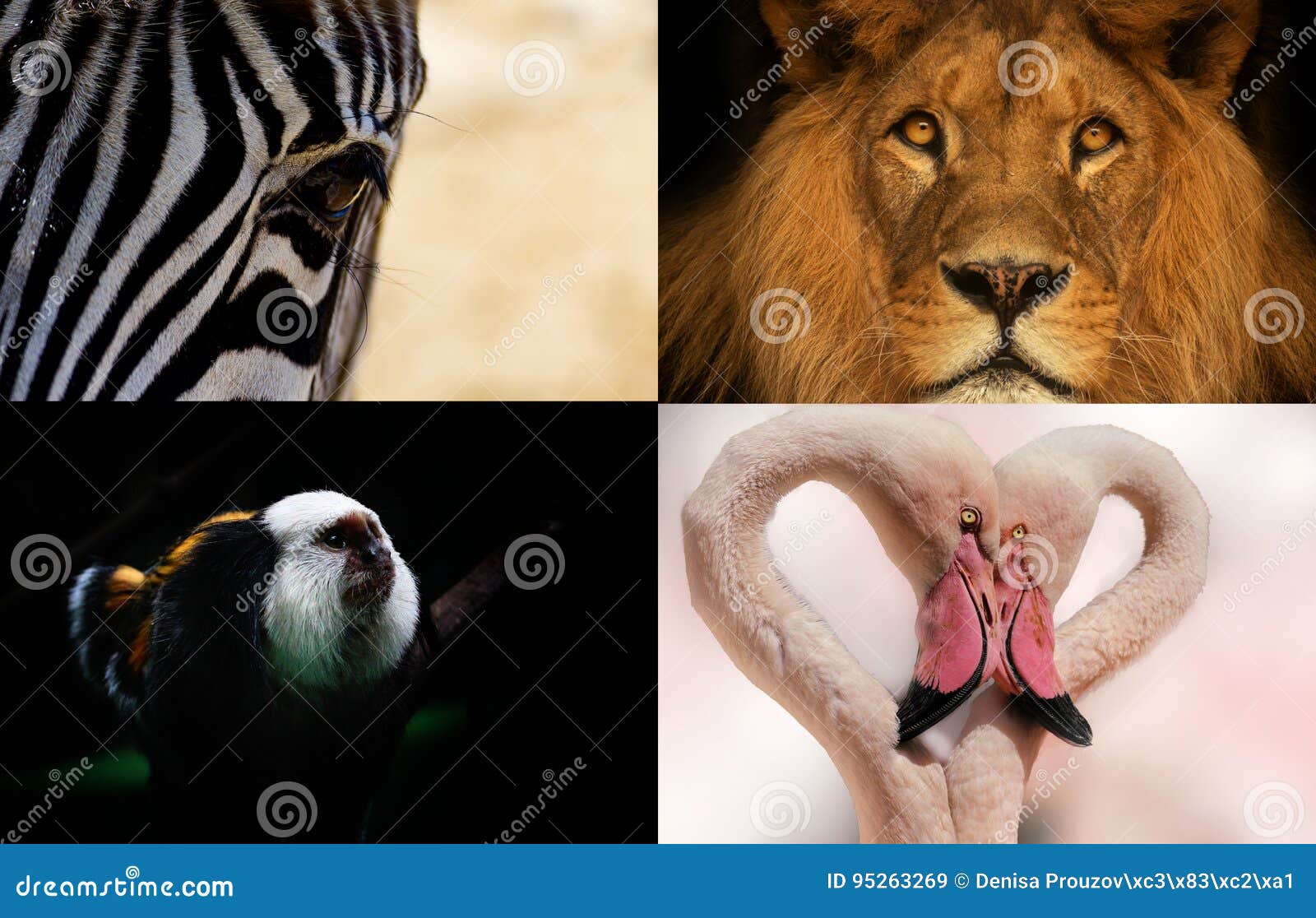 Proposal Postcard Group Animals Stock Image - Image of portrait, lion ...