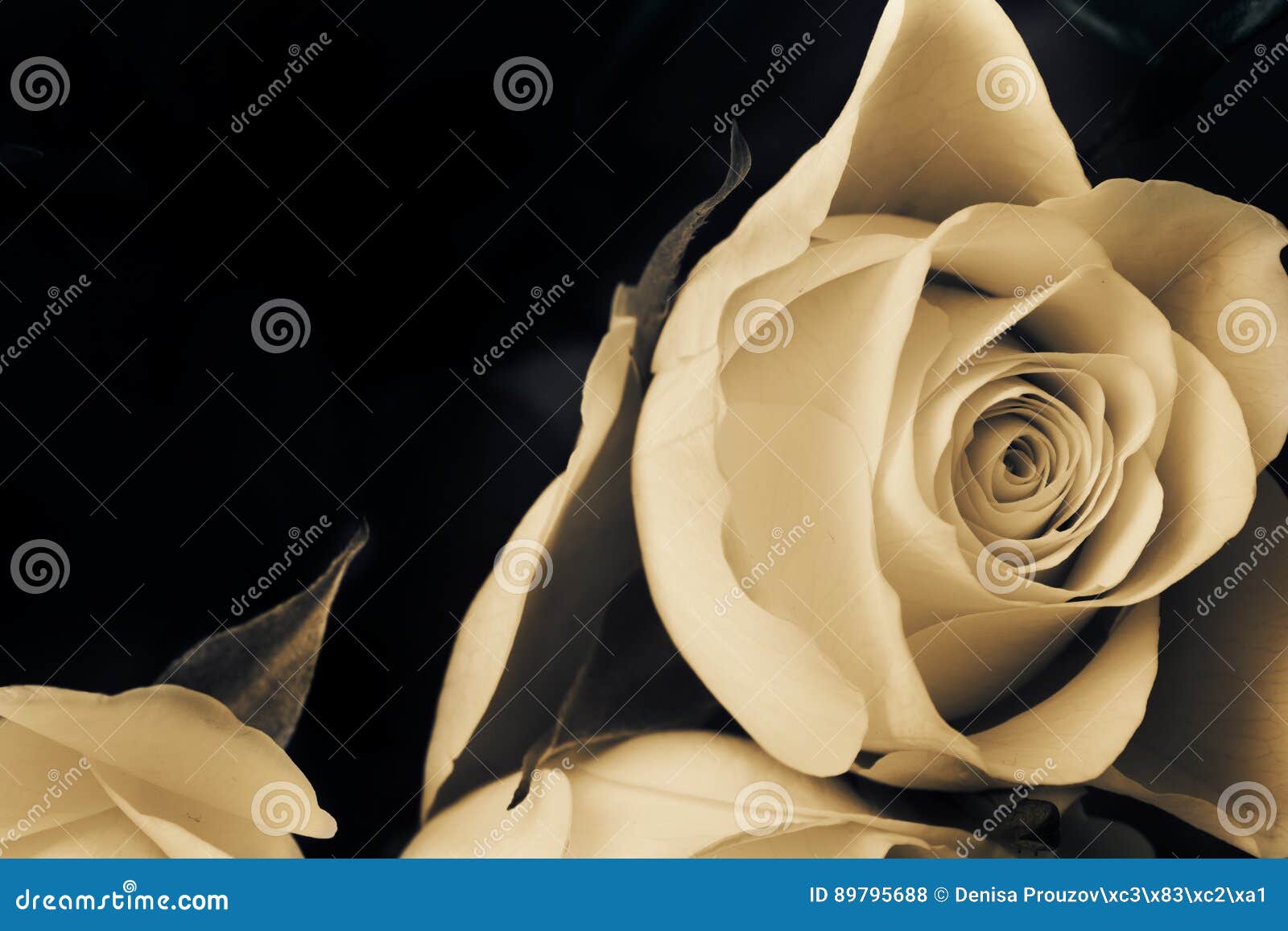 Proposal White Rose. Sad Rose Flower. Stock Photo - Image of bright ...