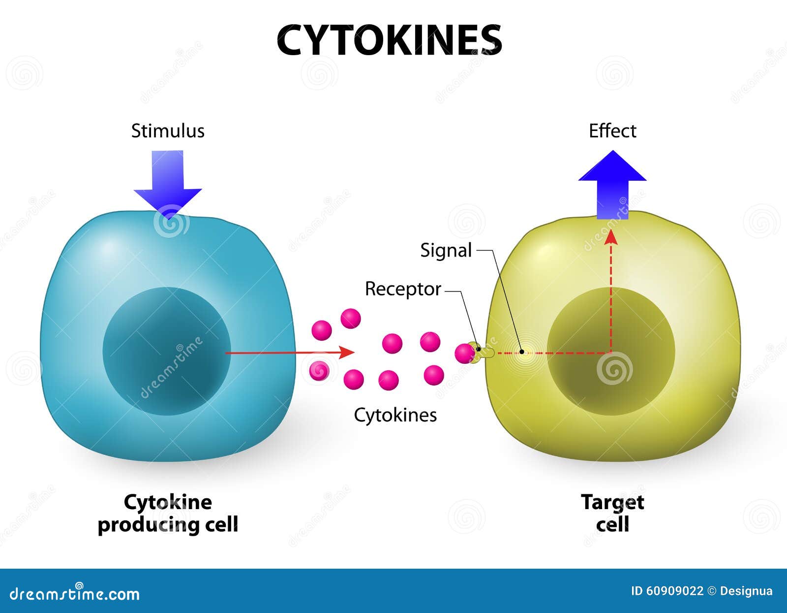 Proprietà delle citochine illustrazione vettoriale. Illustrazione di necrosi - 60909022